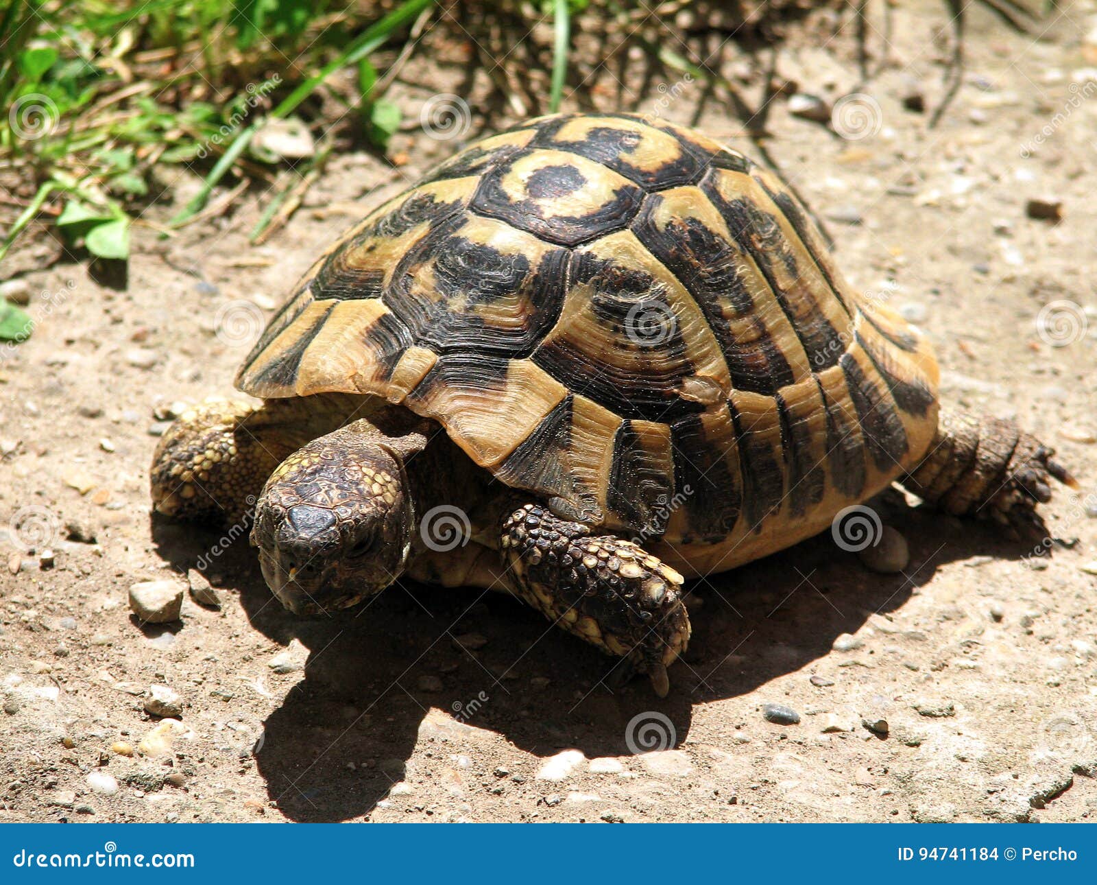 Turtle stock photo. Image of domestic, bush, animals - 94741184