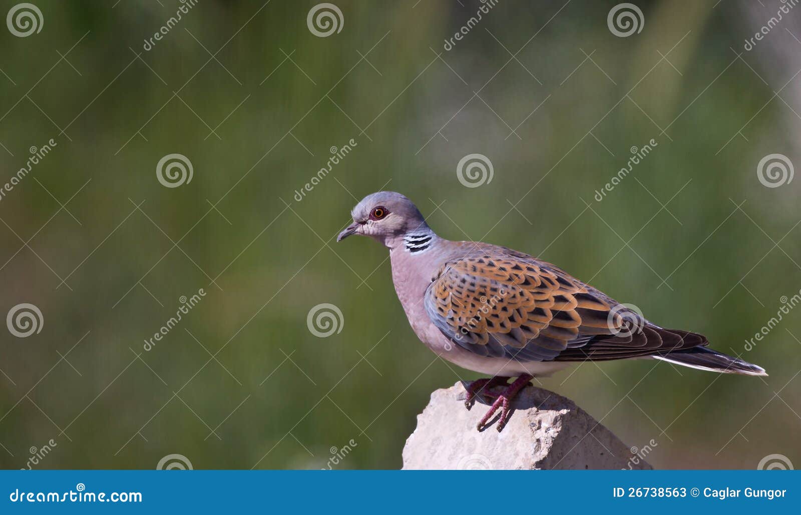 Turtle Dove stock image. Image of crab, kentish, branch - 26738563