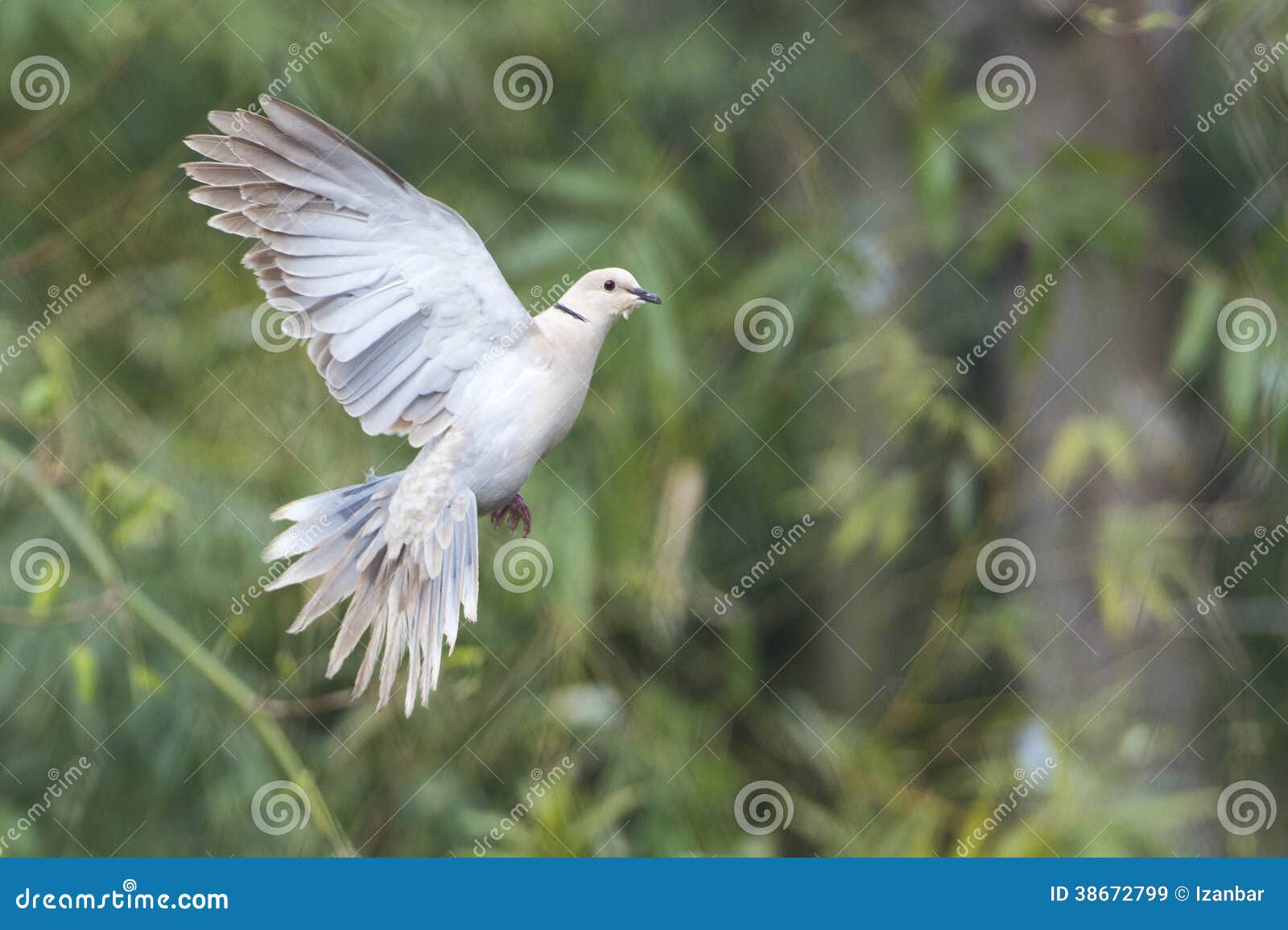 Turtle dove bird stock image. Image of bird, wing, streptopelia - 38672799