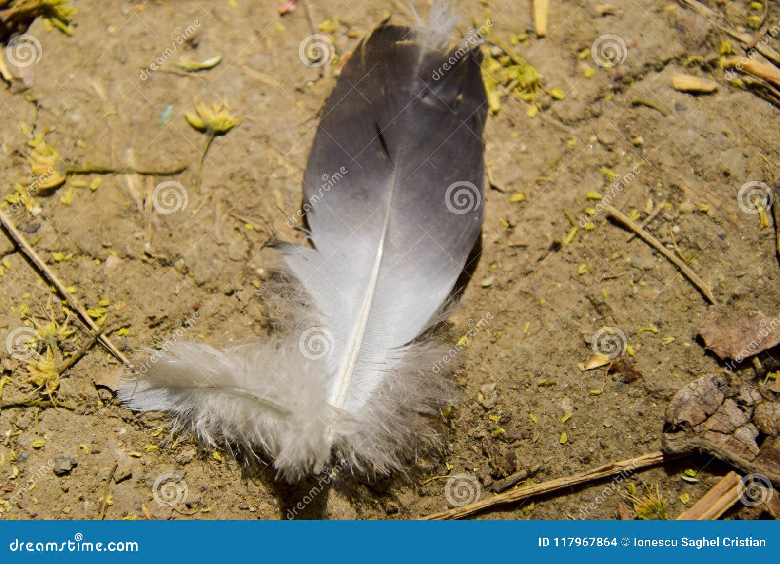 Turtle dove feathers stock photo. Image of feather, dove - 117967864