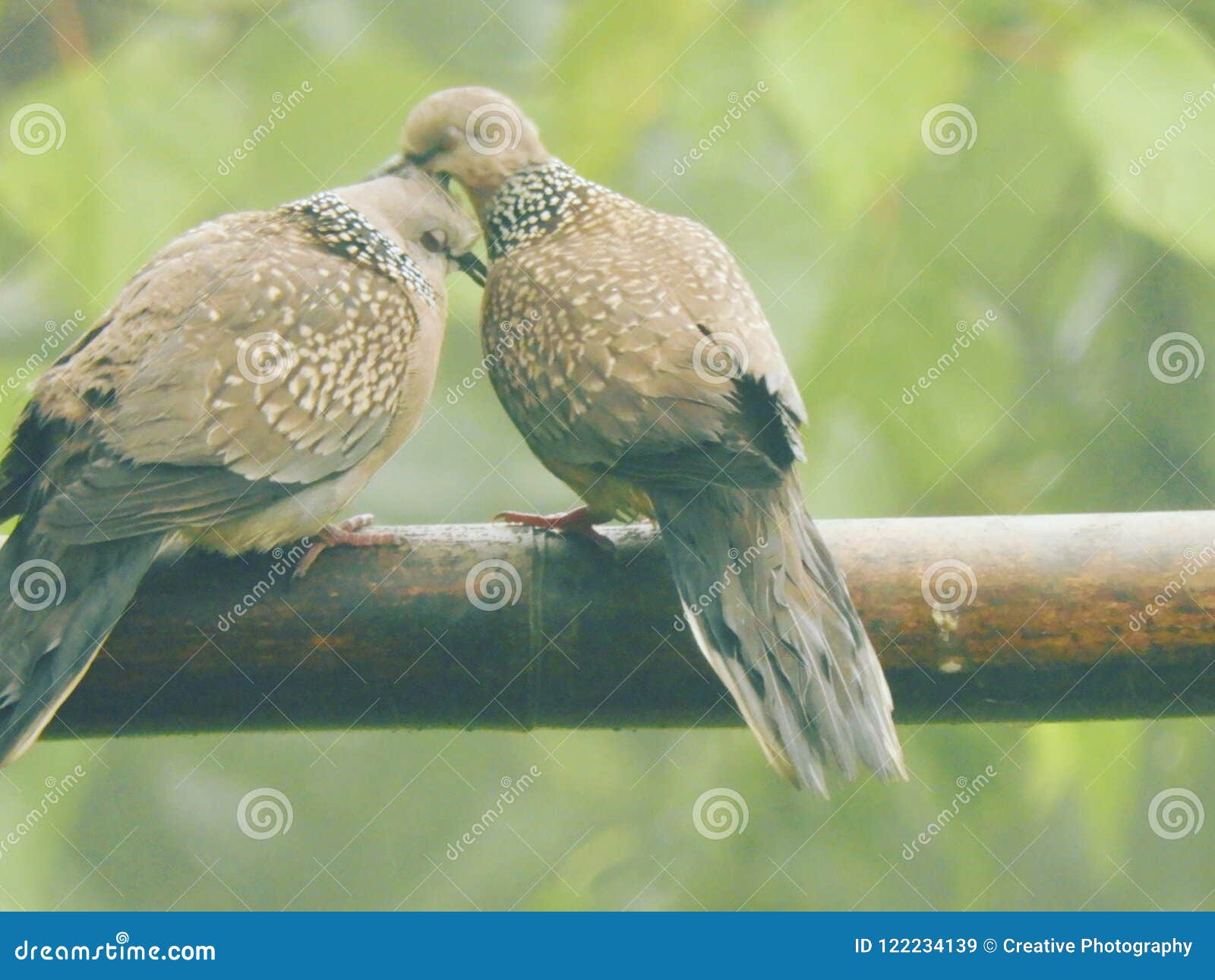 Turtle dove stock image. Image of love, turtle, kissing - 122234139