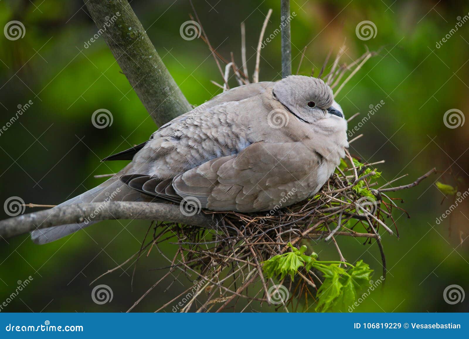 Turtle dove nesting stock image. Image of nesting, outdoor - 106819229