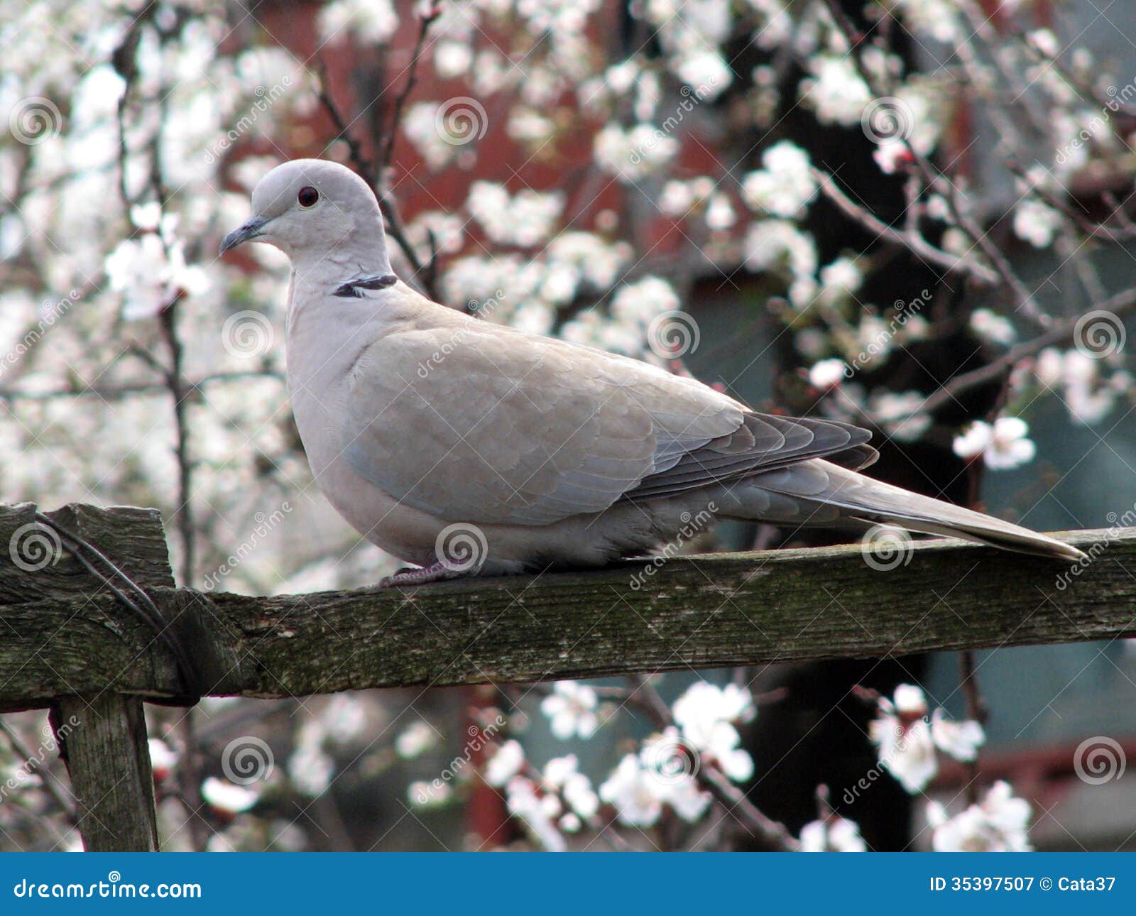 Turtle dove stock image. Image of tree, wilderness, sunny - 35397507