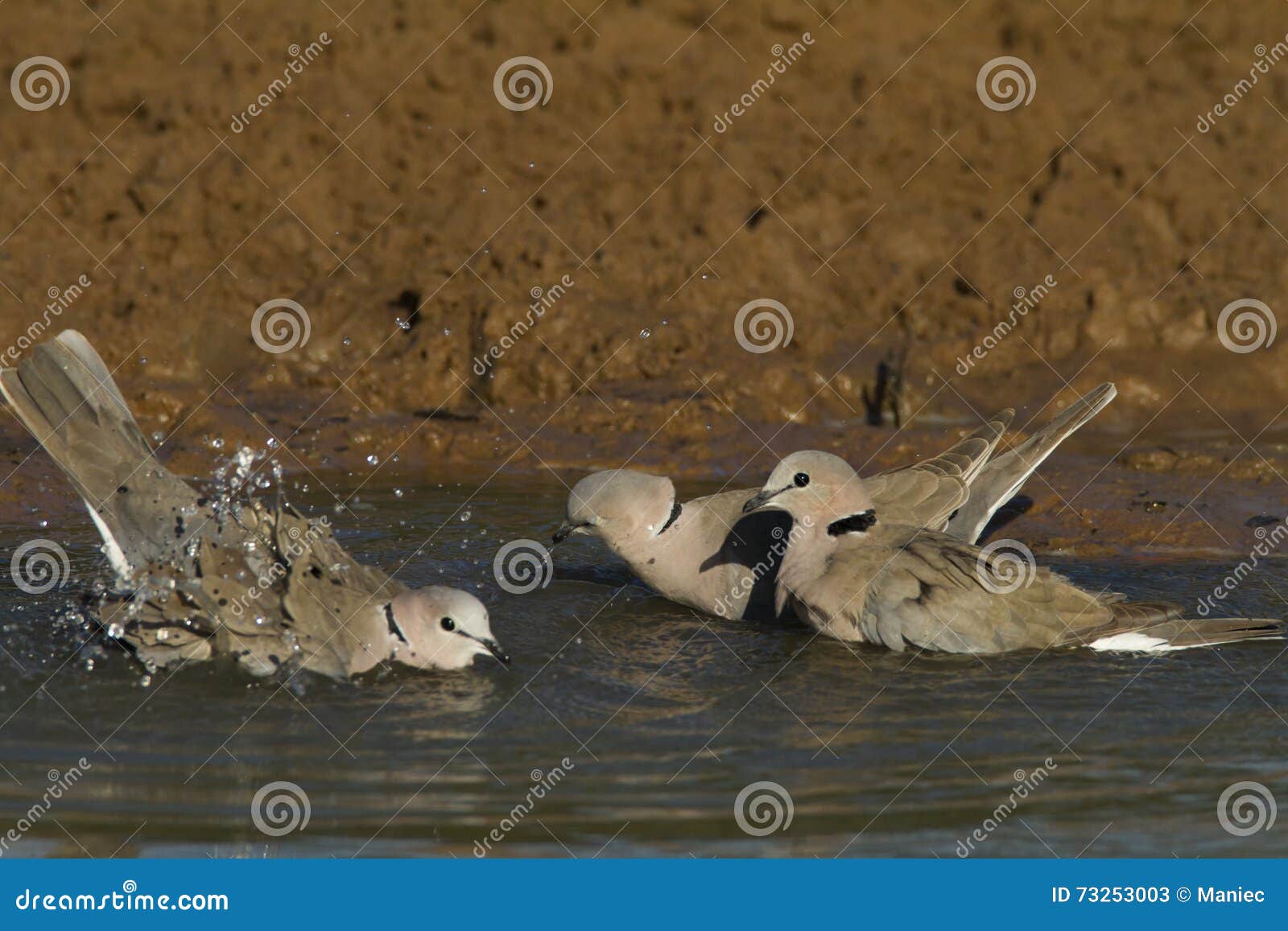 Turtle Dove stock image. Image of drinking, travel, three - 73253003