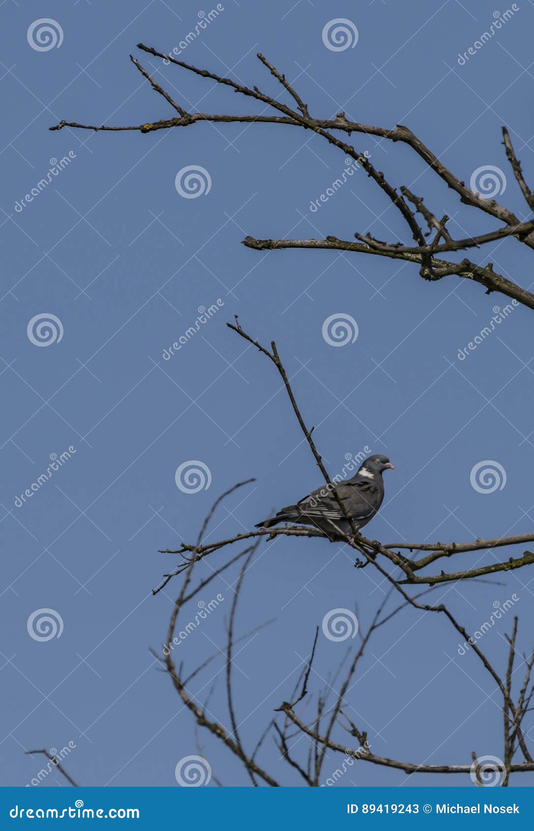 Turtle Dove on Tree in Spring Day Stock Image - Image of animal ...