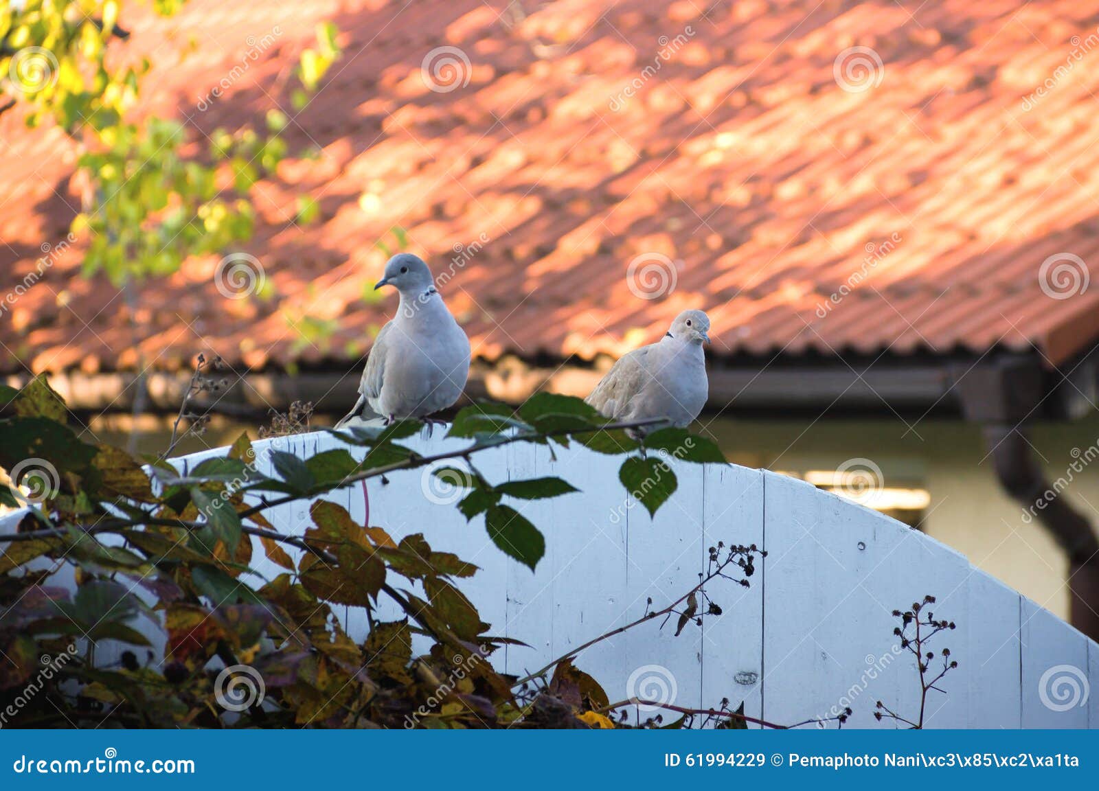 Turtle Doves stock image. Image of tree, sunlight, morning - 61994229