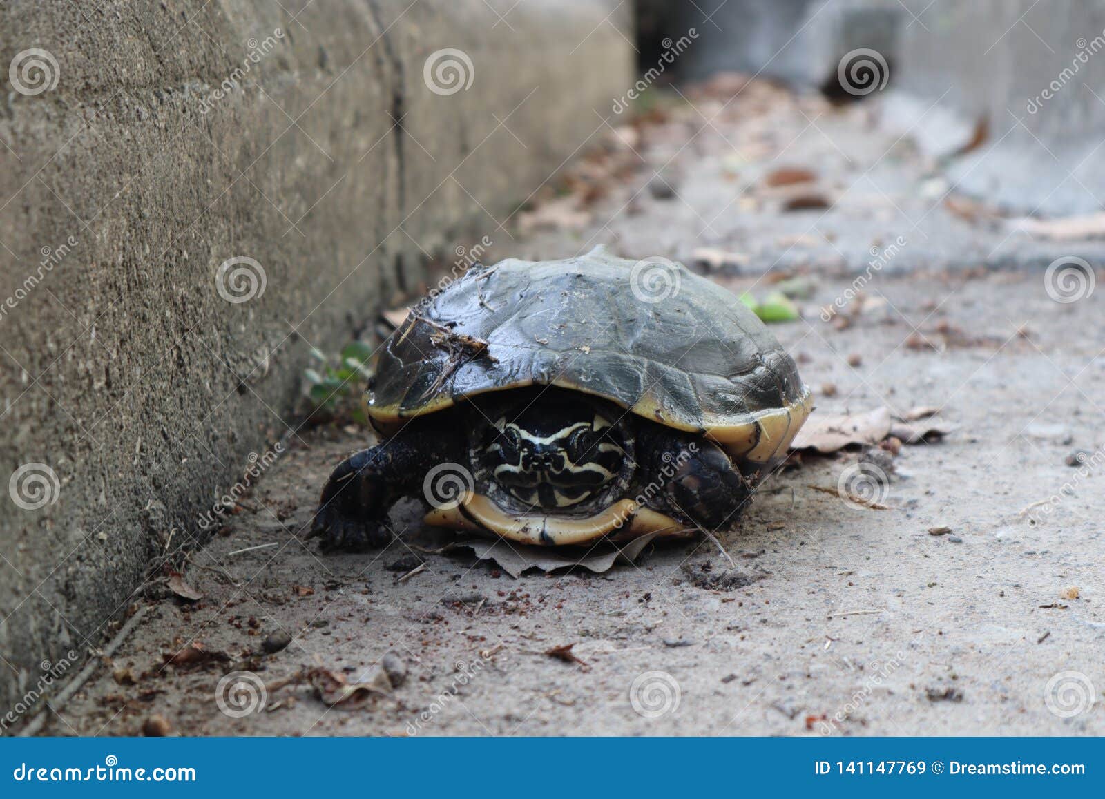 Turtle in the drain way stock image. Image of drain - 141147769