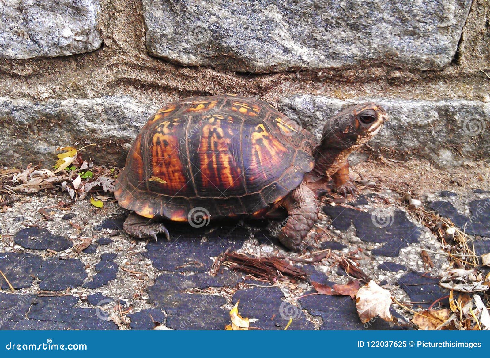 Turtle on the driveway stock image. Image of shell, poster - 122037625