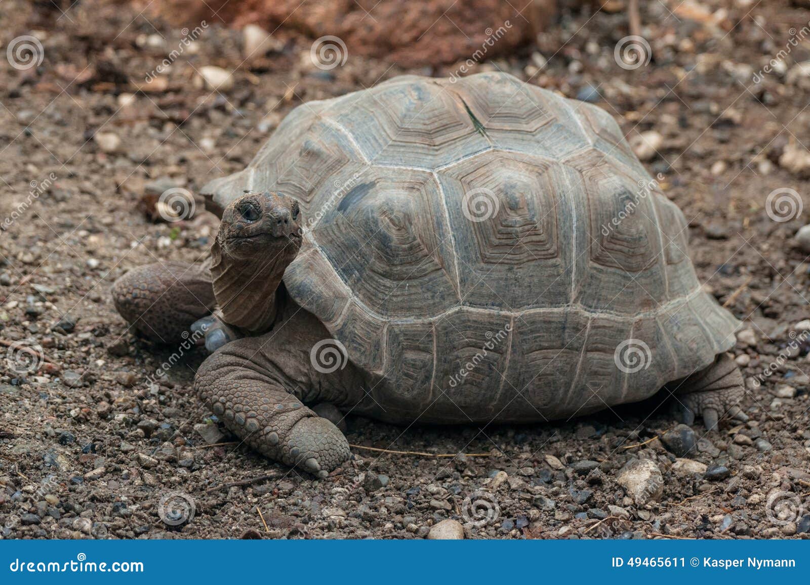 Turtle on dry land stock image. Image of large, grass - 49465611