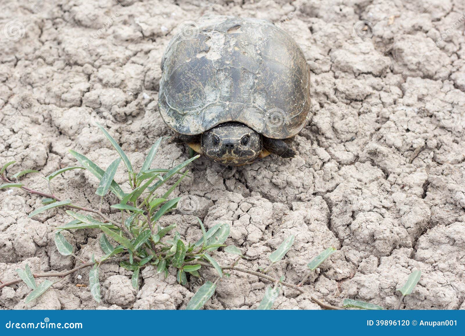 Turtle stock photo. Image of geology, creep, nature, animal - 39896120