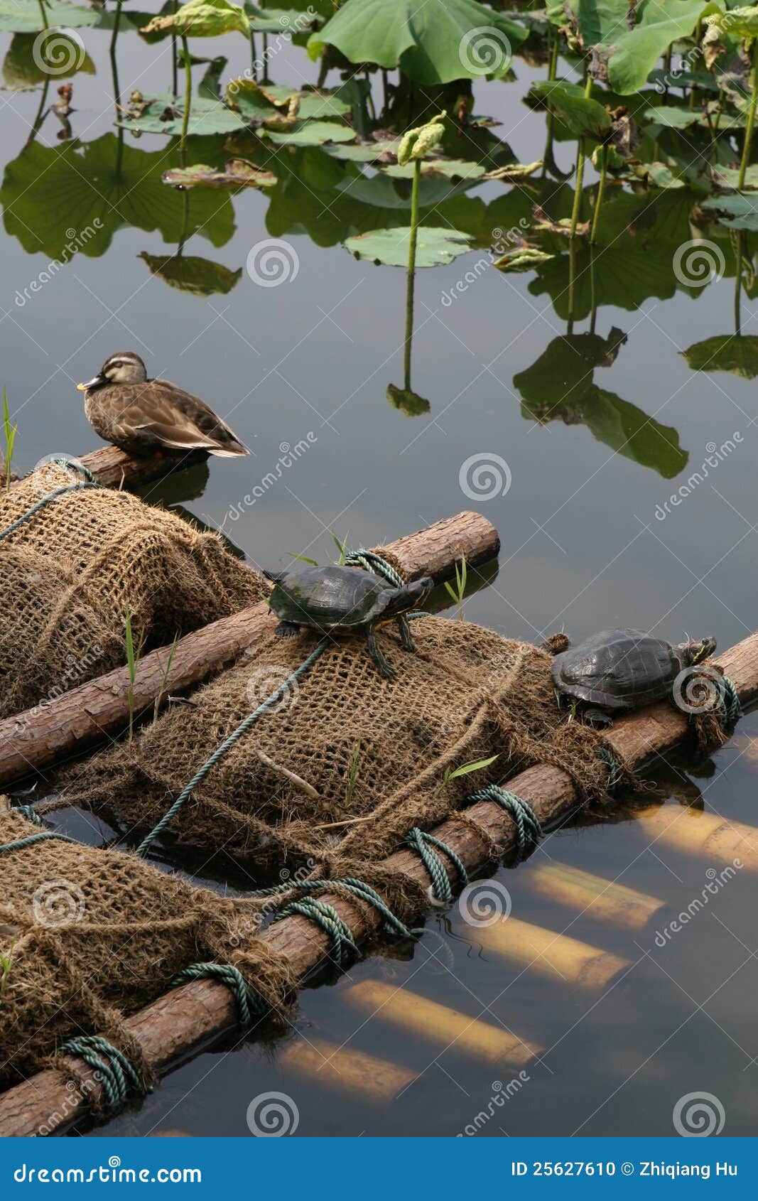 Turtle and duck stock photo. Image of lotus, community - 25627610