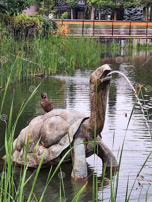 Turtle and duck stock image. Image of animal, nature - 287597887