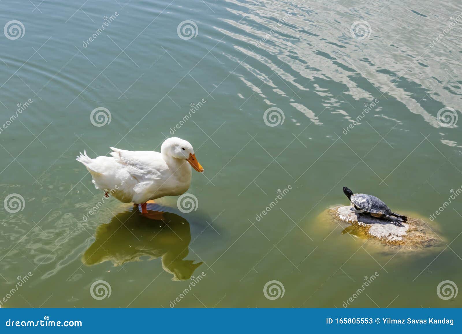 Turtle with Duck on Rocks in Nature Stock Image - Image of icon, animal ...