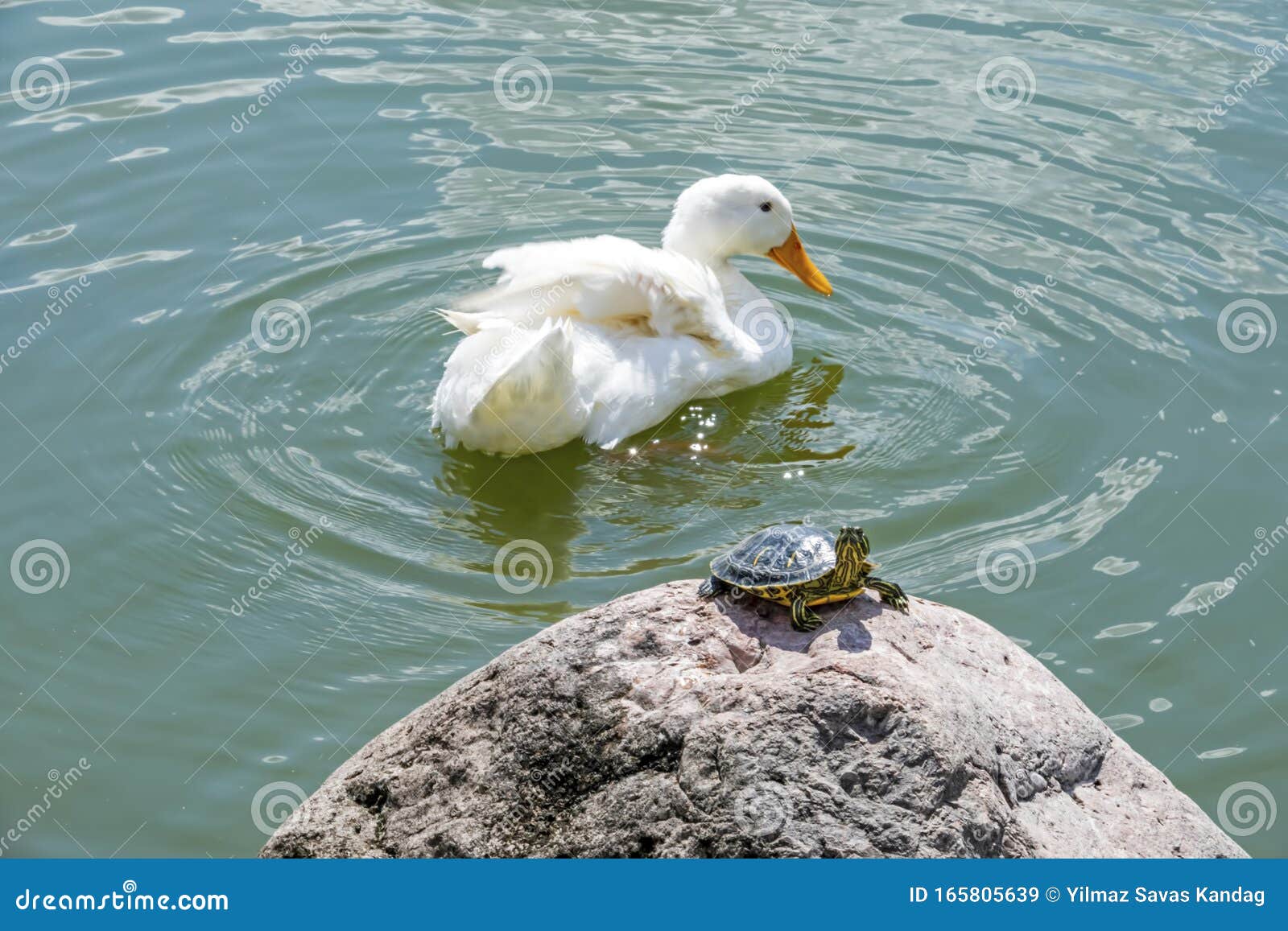 Turtle with Duck on Rocks in Nature Stock Image - Image of earth, green ...