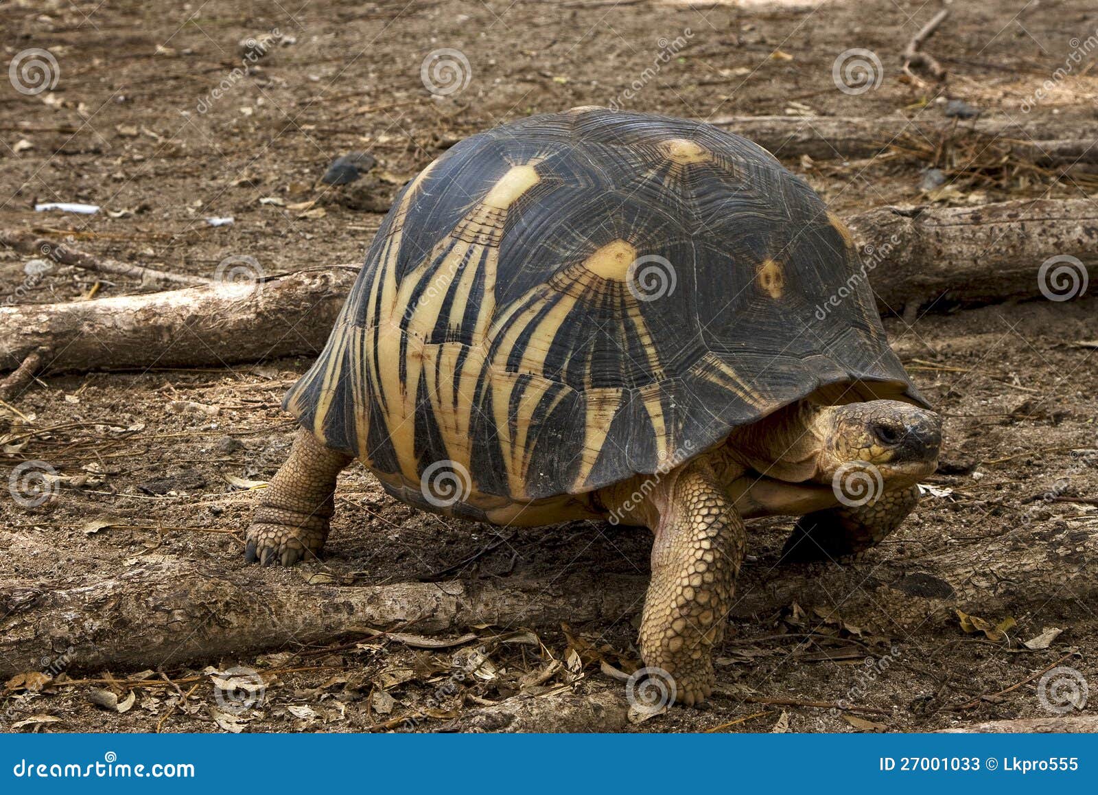 Turtle in earth stock image. Image of leaf, land, plate - 27001033