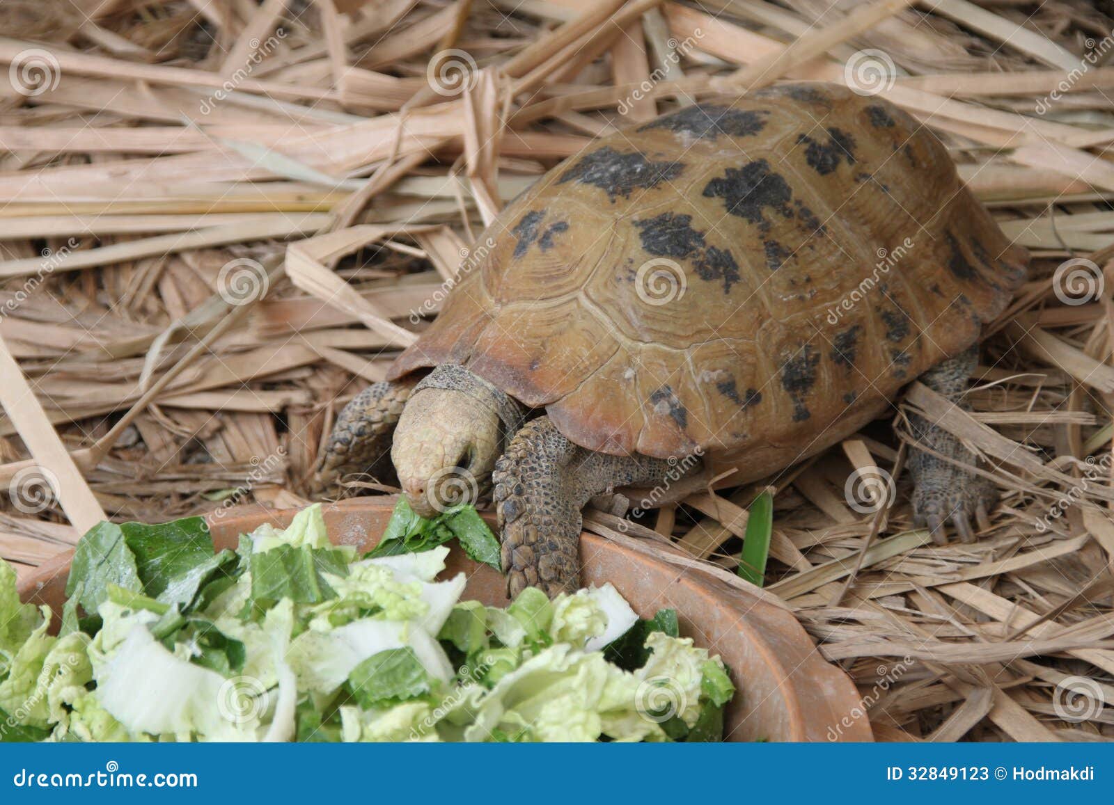 Turtle stock image. Image of vegetable, motion, amphibian - 32849123