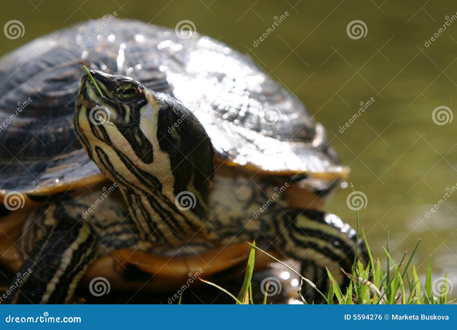 Turtle Eating Picture. Image: 5594276