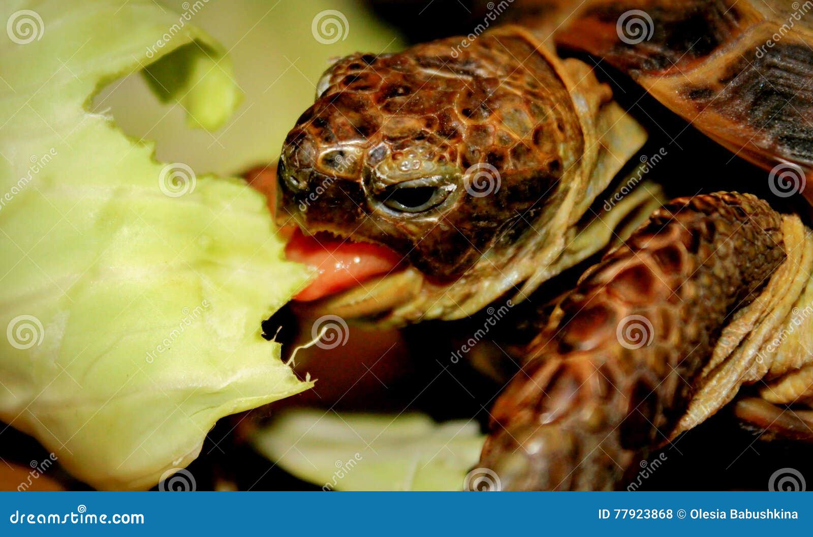 Turtle stock photo. Image of cabbage, pets, nature, lifestile - 77923868
