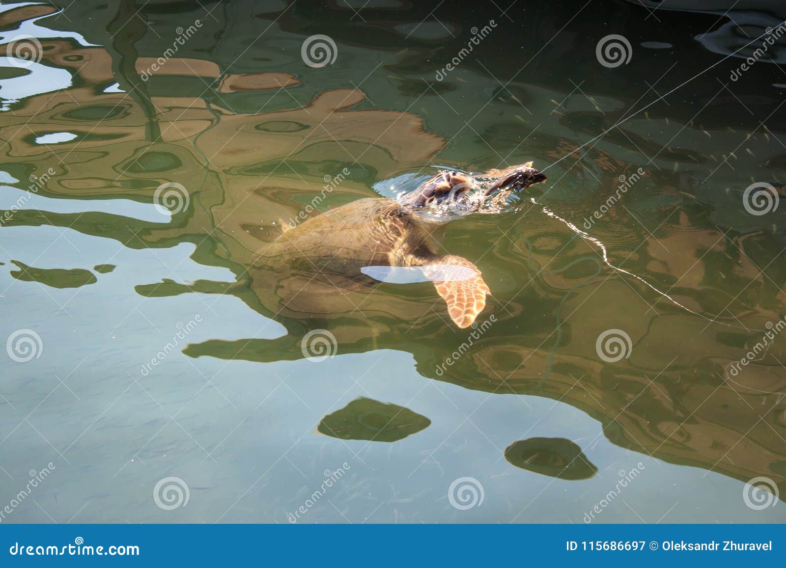 Turtle eating fish stock image. Image of large, feeding - 115686697