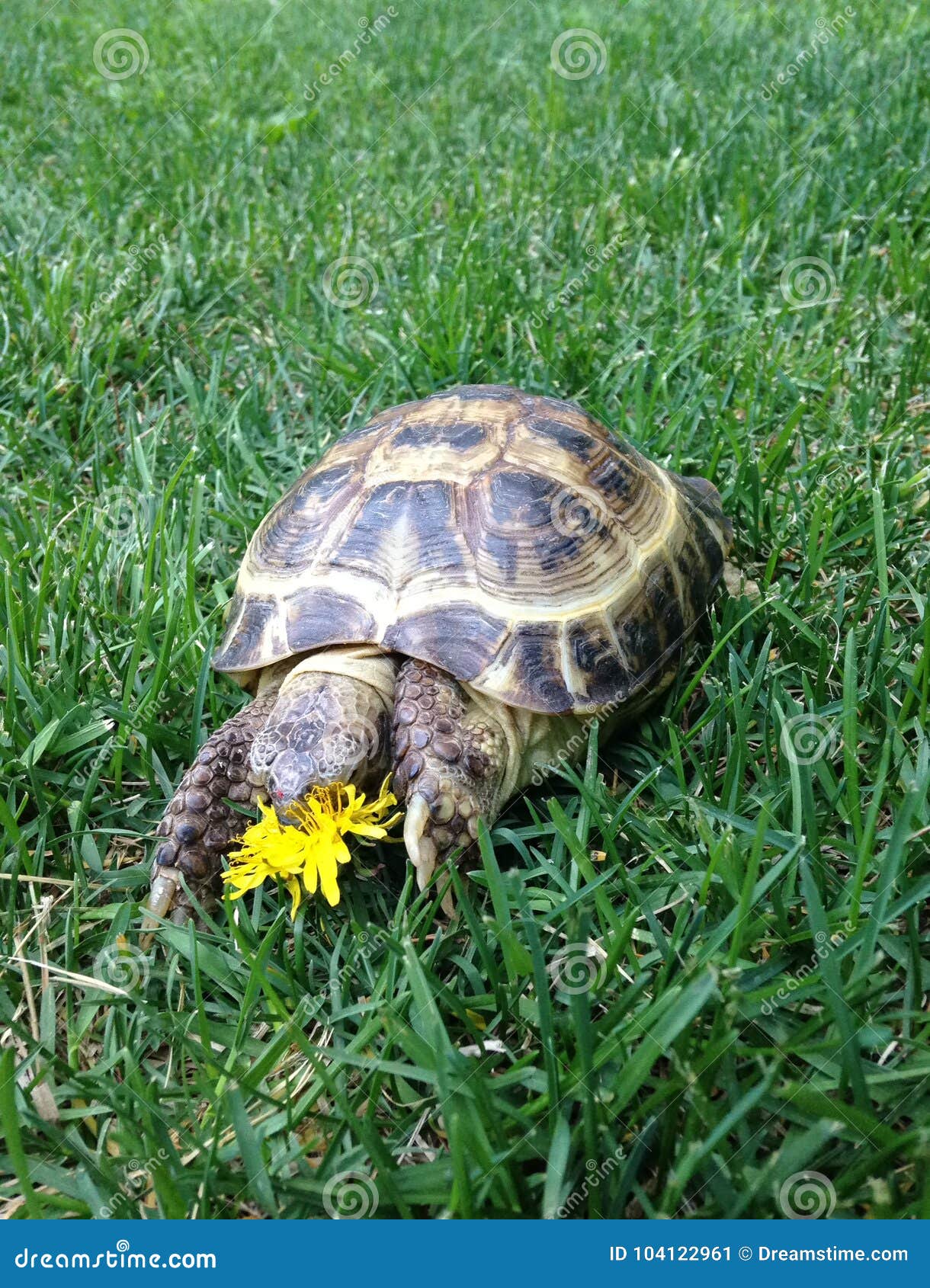 Baby Turtle Eating Flower