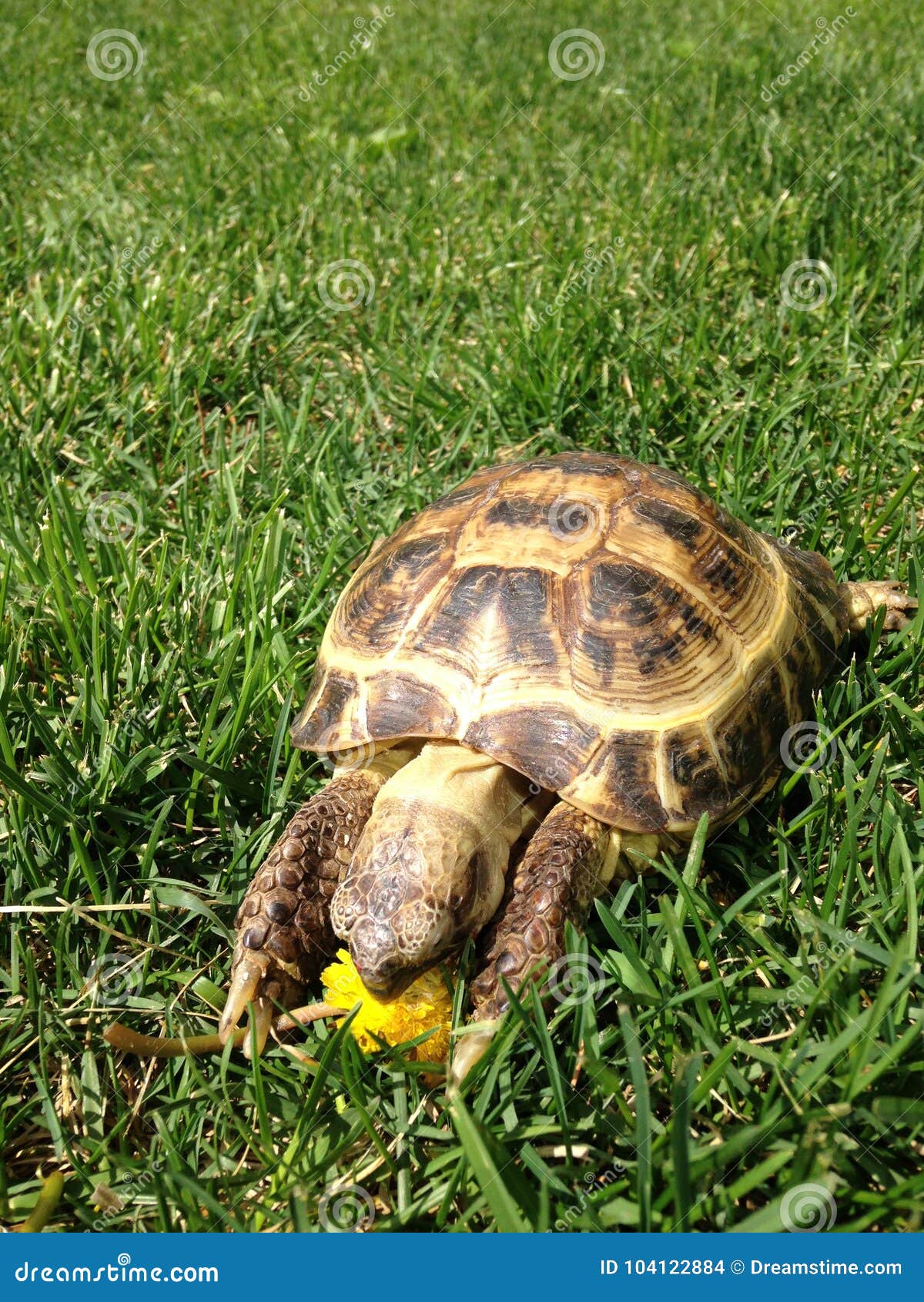 Turtle Eating Flower