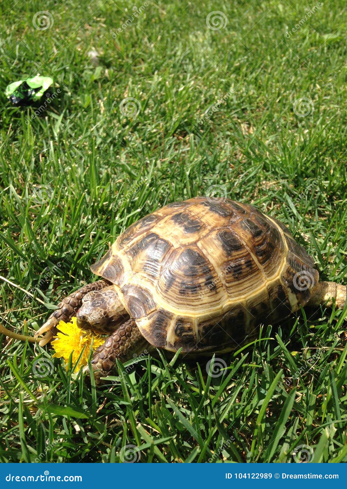 Turtle Eating Flower