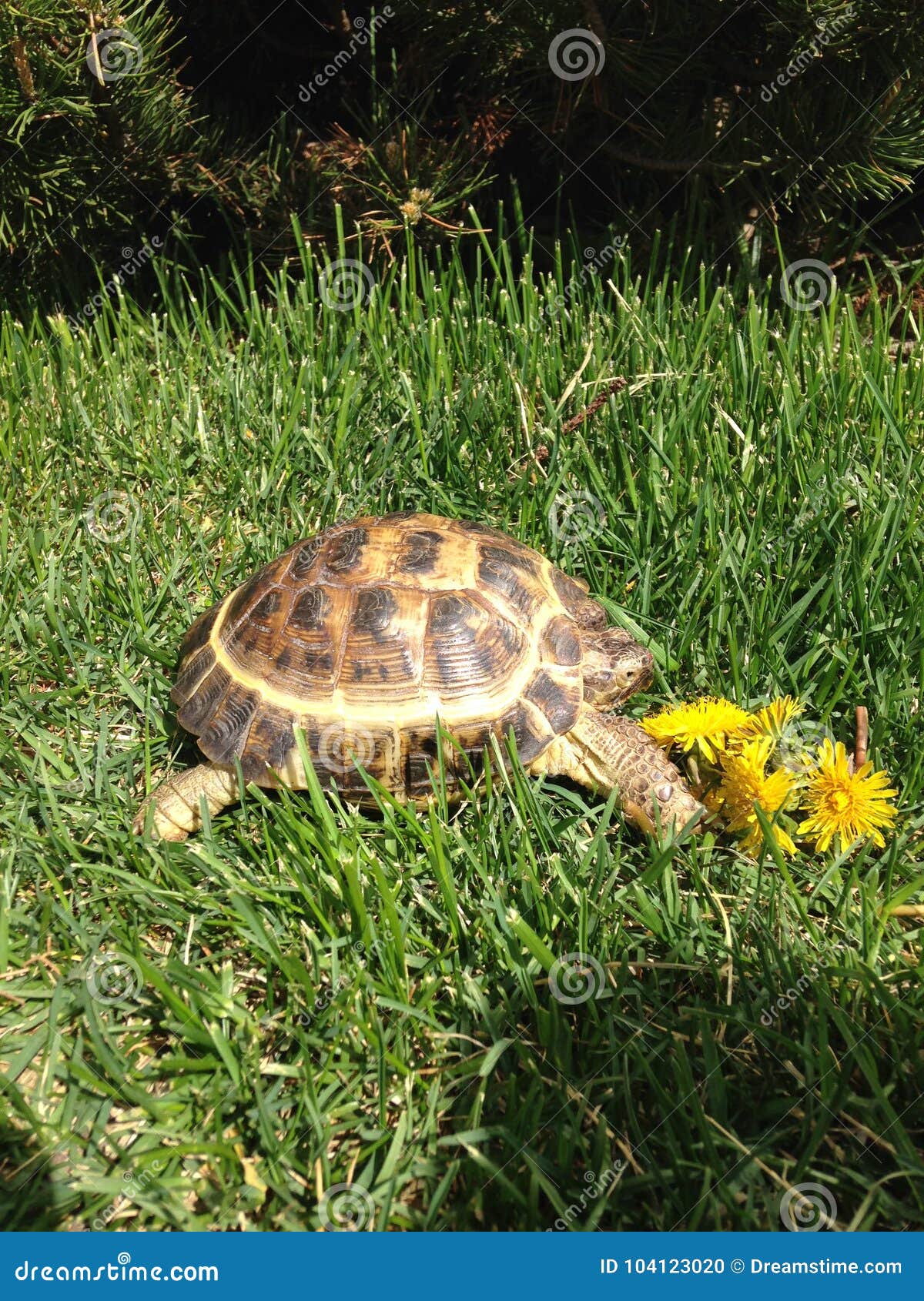 Baby Turtle Eating Flower