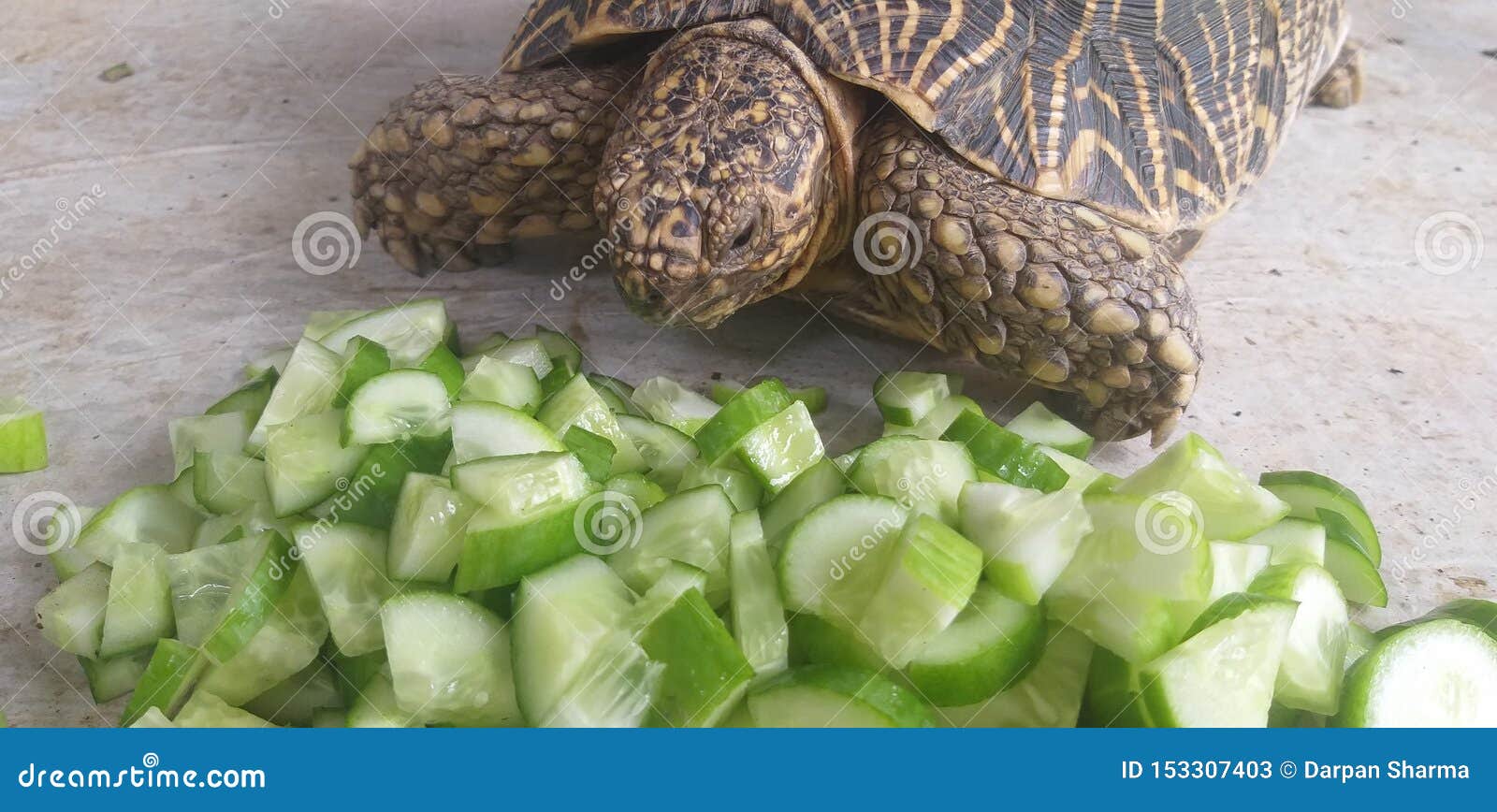 Turtle eating food stock image. Image of eating, days - 153307403