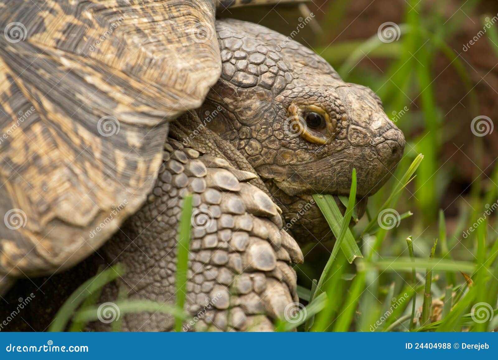 A turtle eating grass stock photo. Image of wild, retracting - 24404988