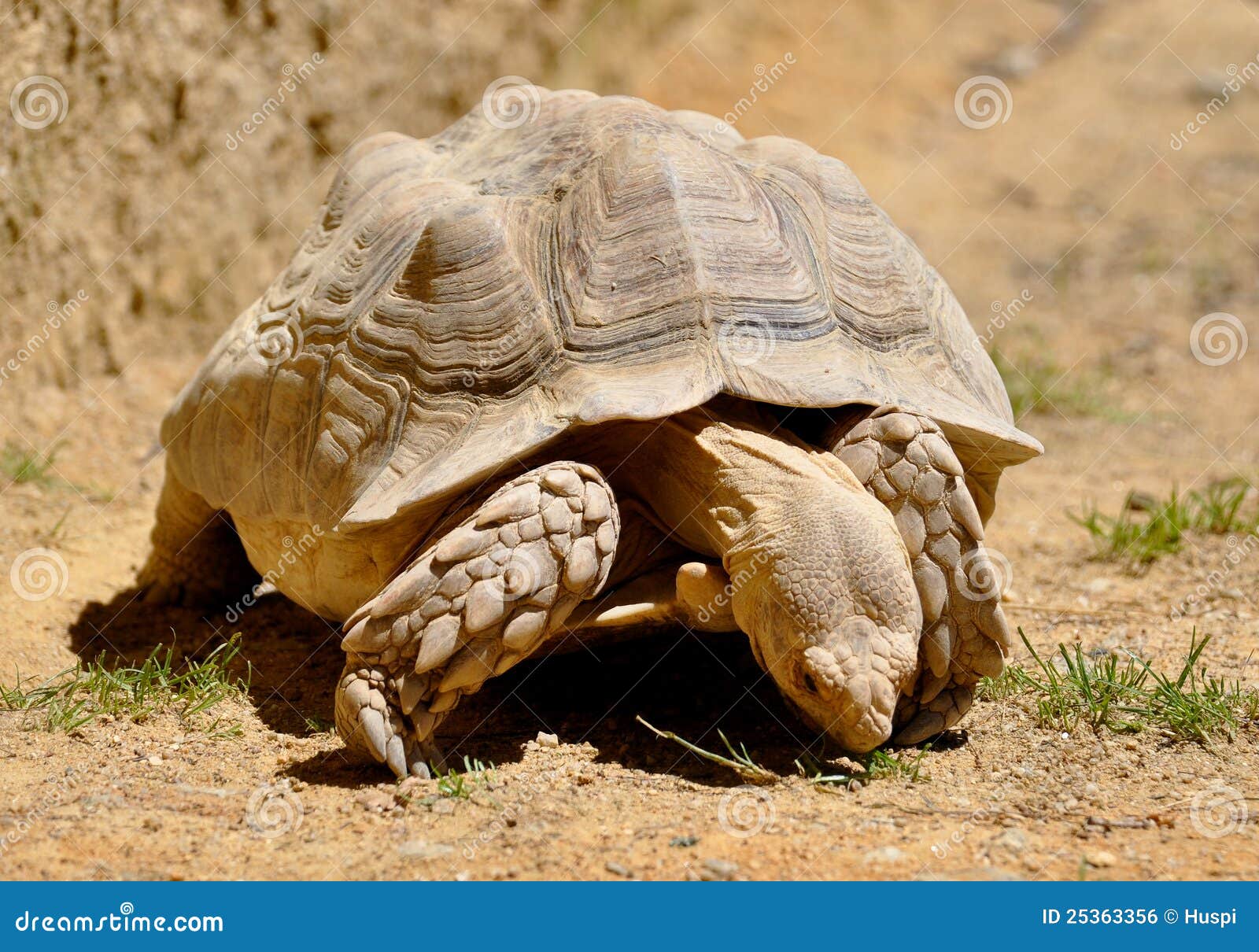 Turtle eating grass stock photo. Image of protection - 25363356