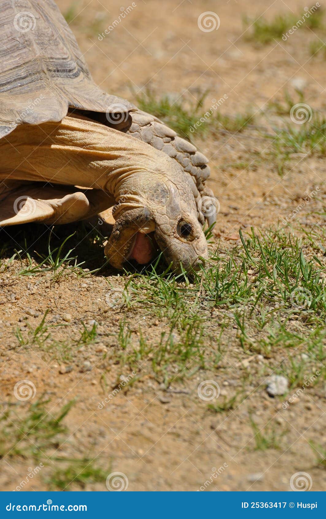 Turtle eating grass stock image. Image of nature, large - 25363417