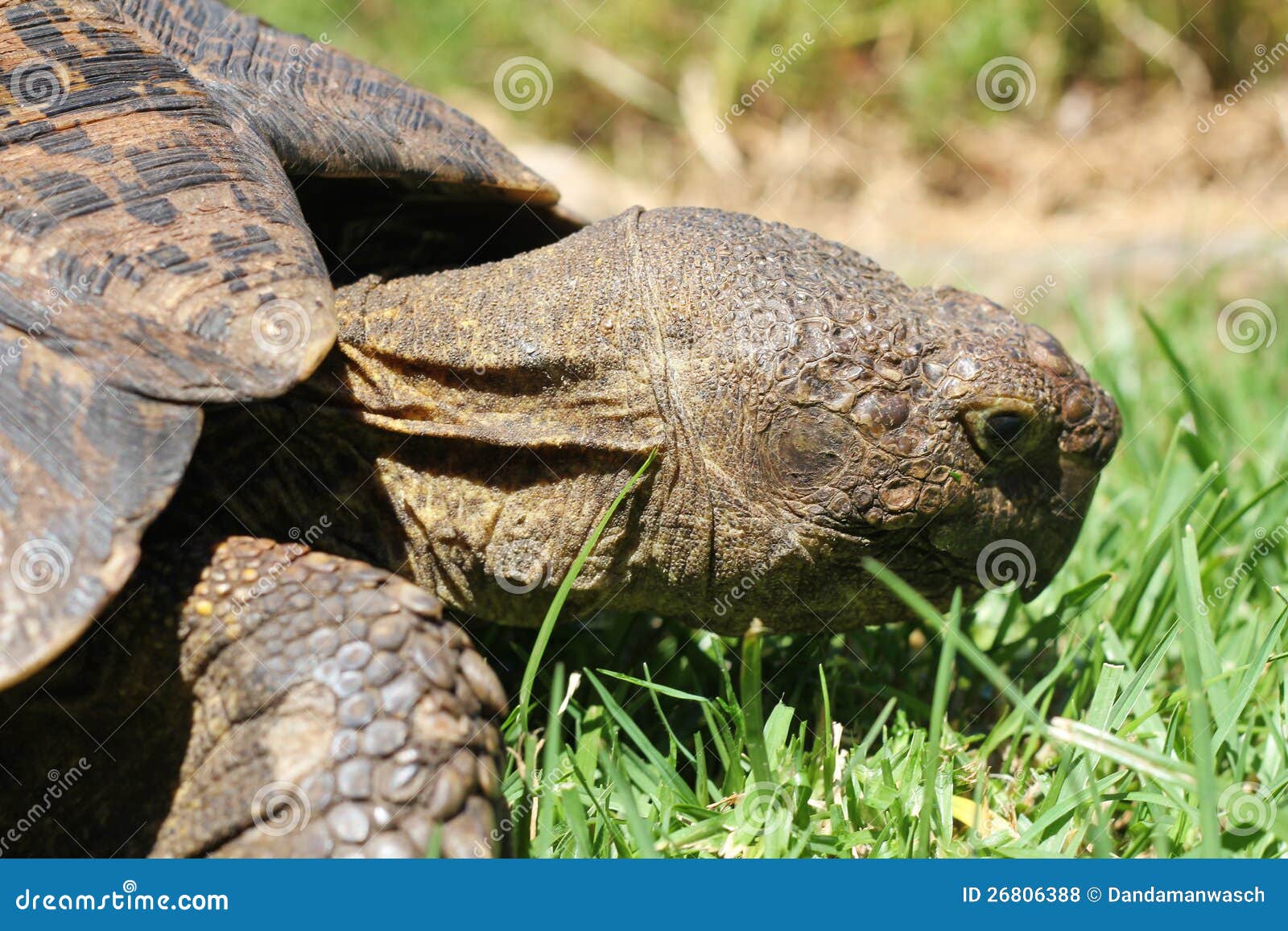 Turtle eating grass stock photo. Image of garden, tortoise - 26806388