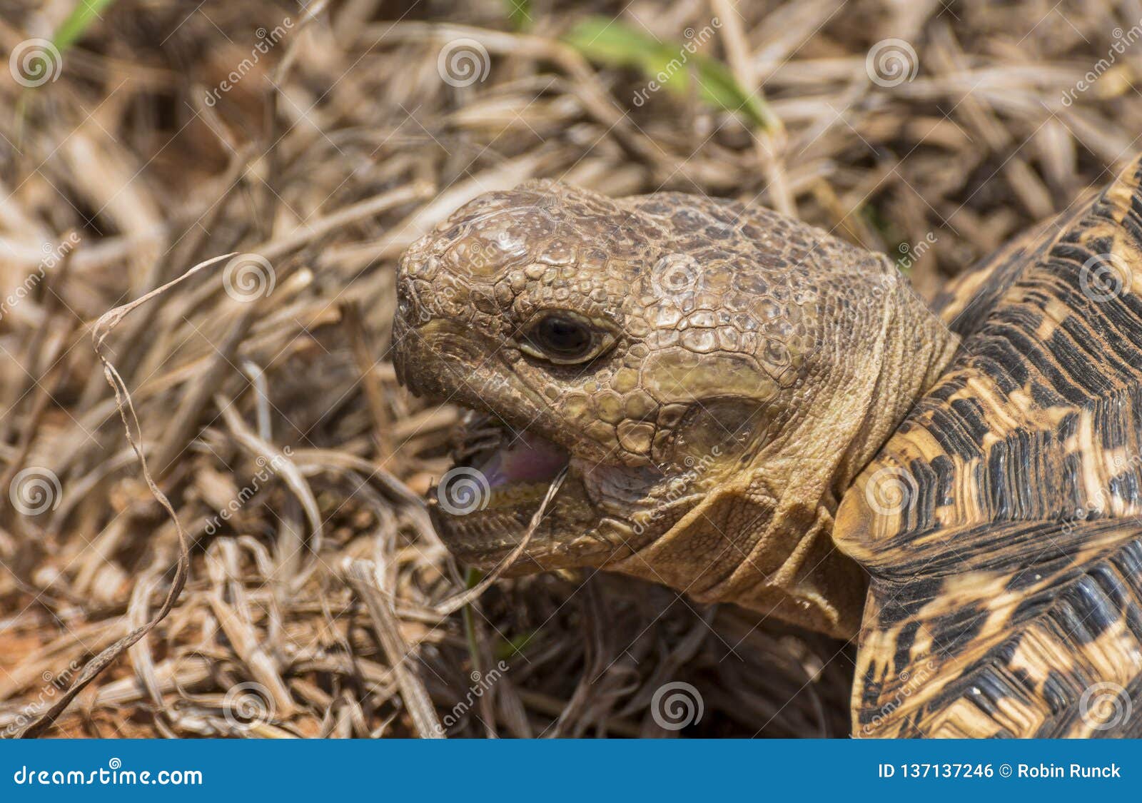 Turtle Eating in the Grass, Kruger Park Stock Photo - Image of grass ...