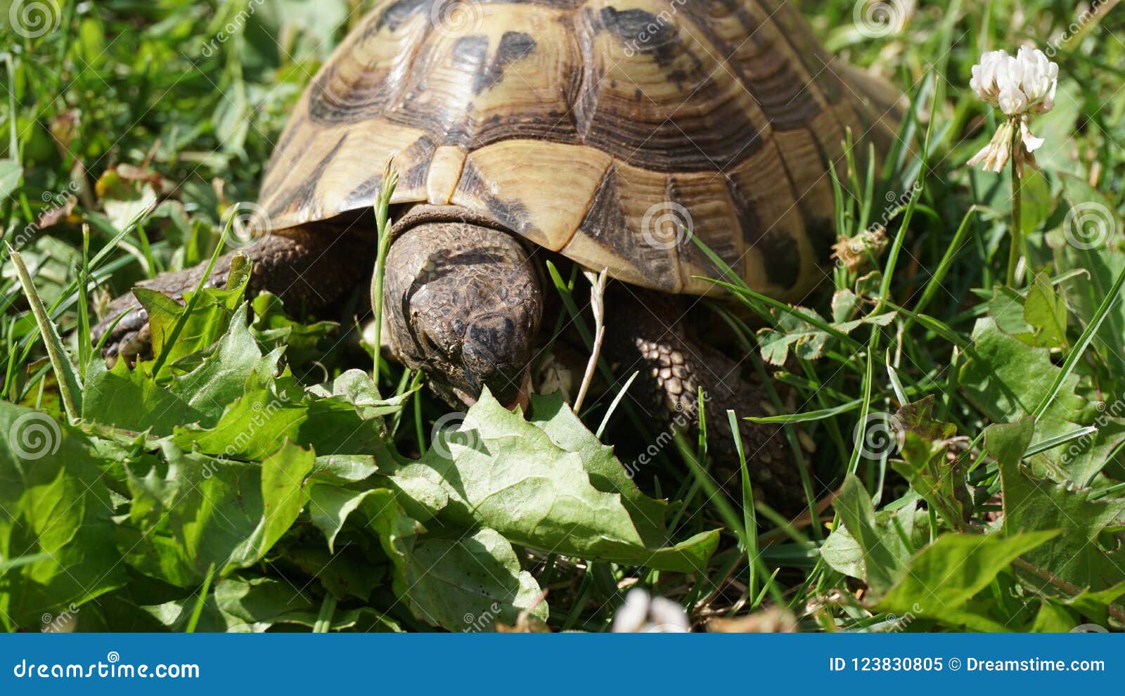 Turtle Eating Grass Outside Stock Image - Image of grass, outside ...