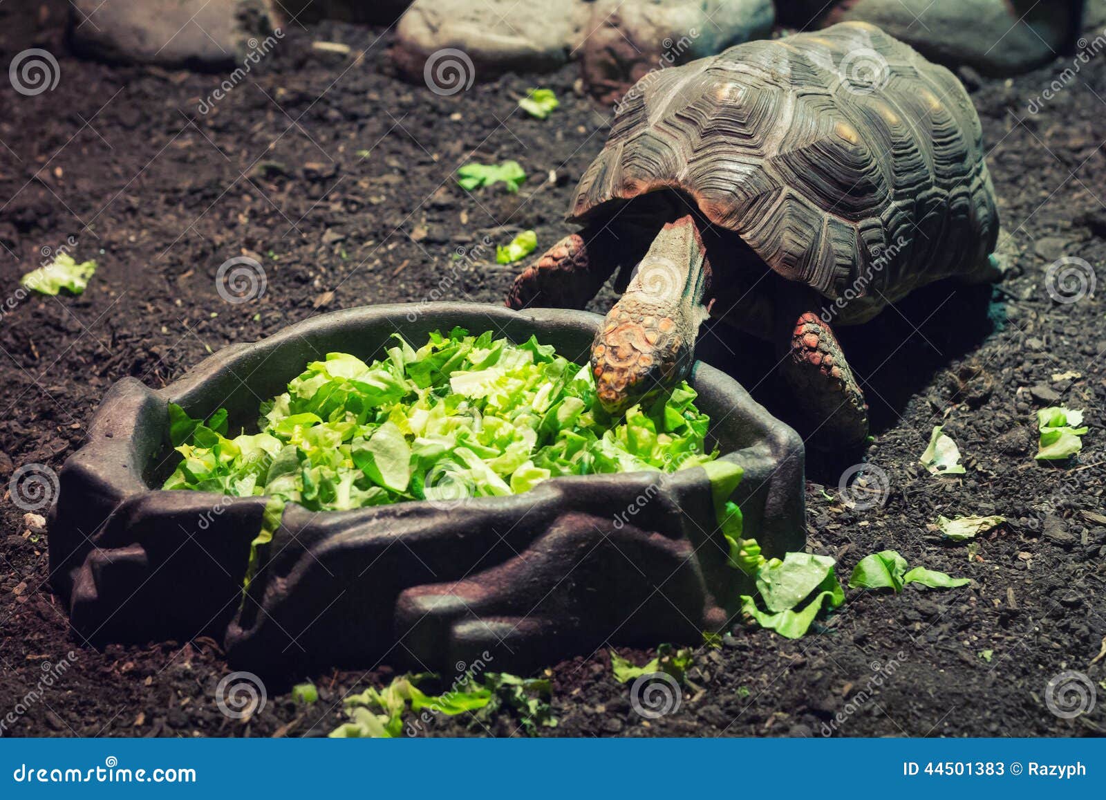 Turtle eating stock image. Image of food, hungry, stones - 44501383