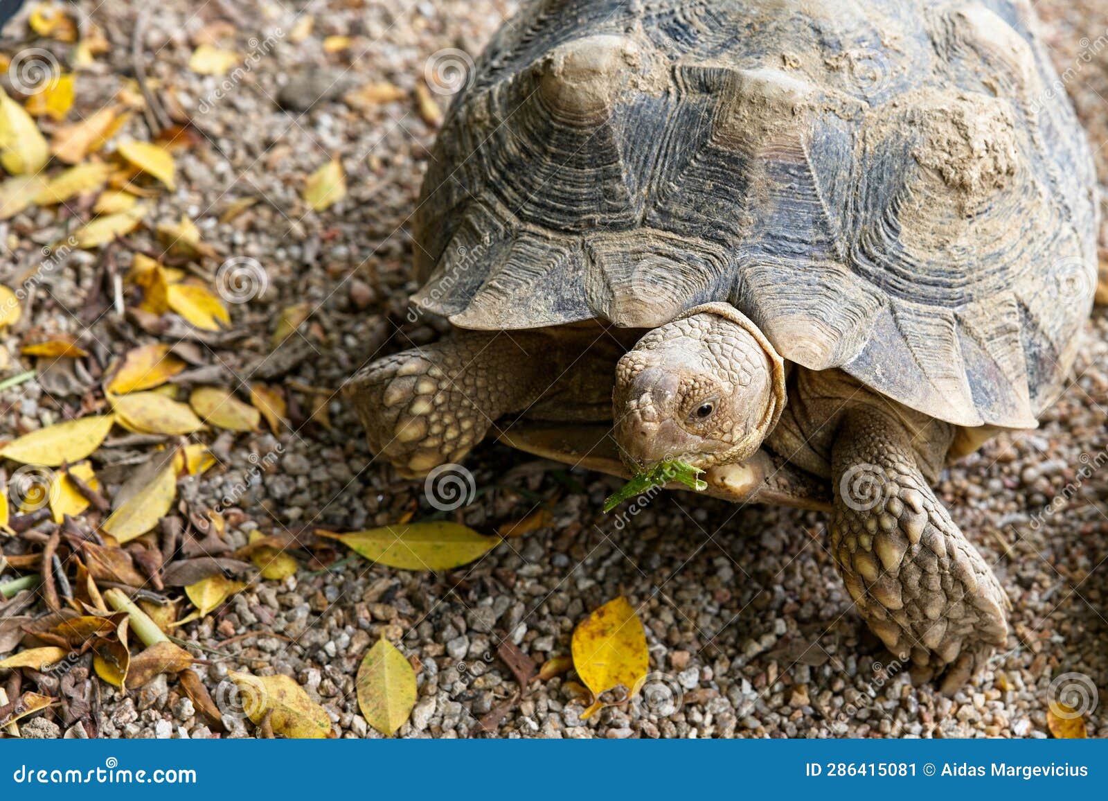 Turtle eating stock image. Image of ocean, vector, life - 286415081
