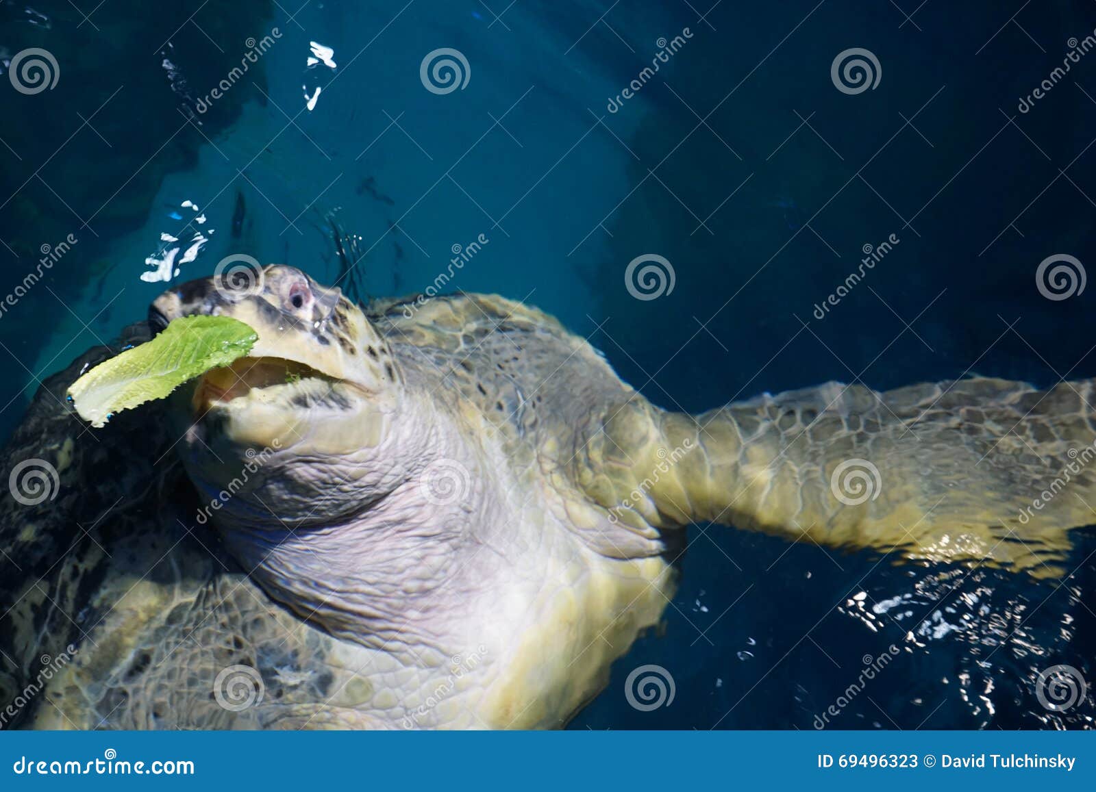 Turtle eating lettuce stock image. Image of water, aquarium - 69496323