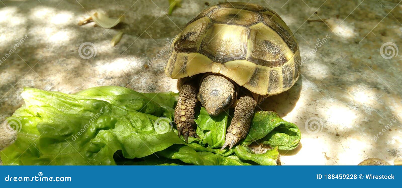 Turtle Eating Lettuce Leaves with a Shadow of Leaves on the Floor Stock ...