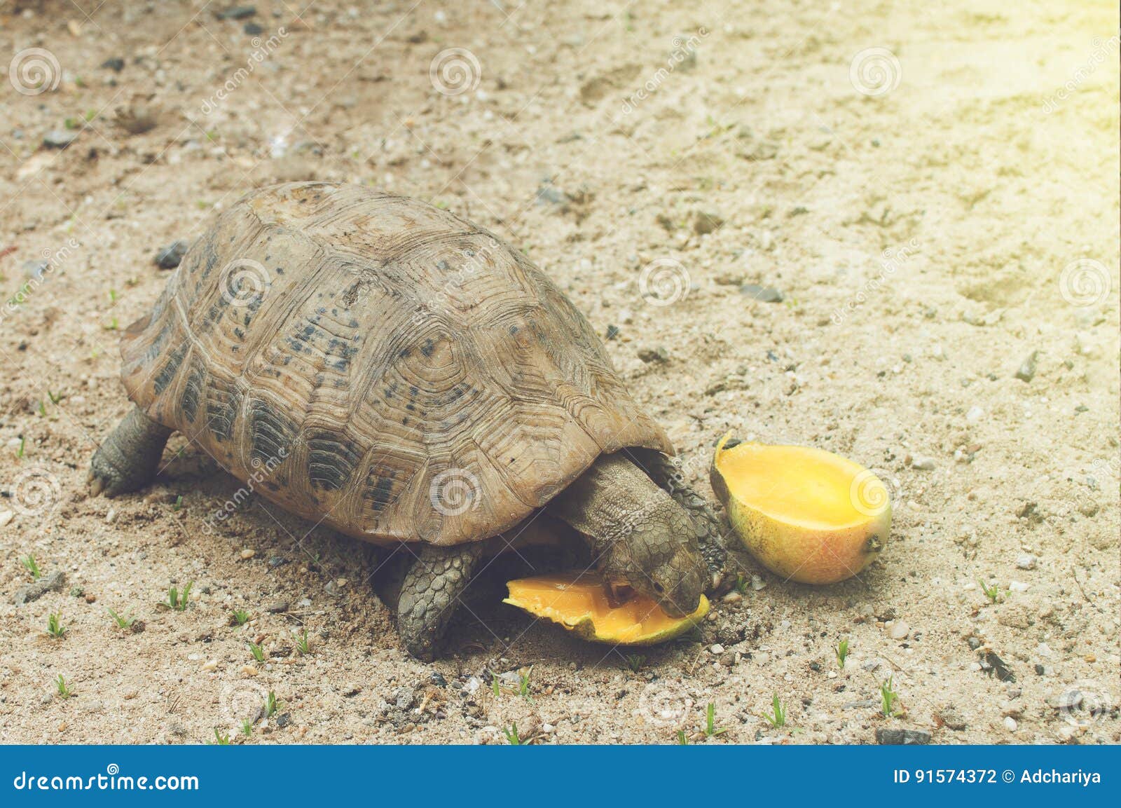 Turtle stock photo. Image of cute, giant, mango, exotic - 91574372