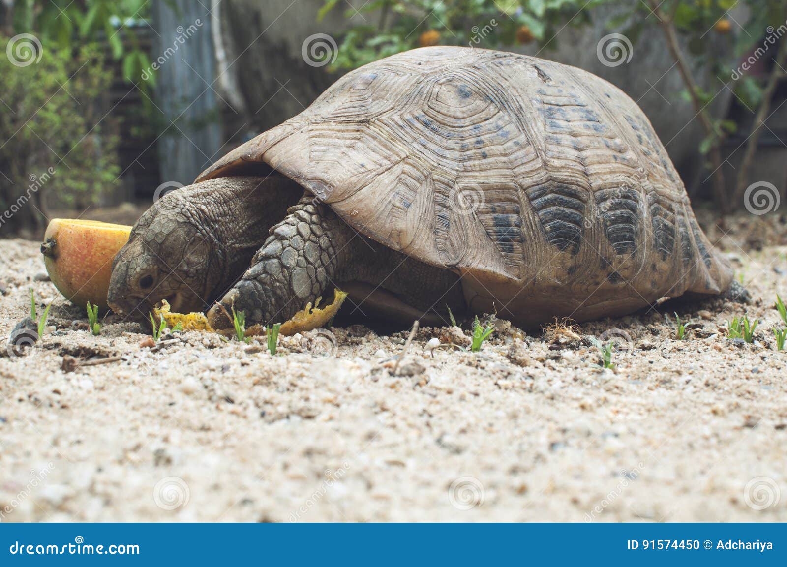 Turtle stock photo. Image of ground, reptile, exotic - 91574450