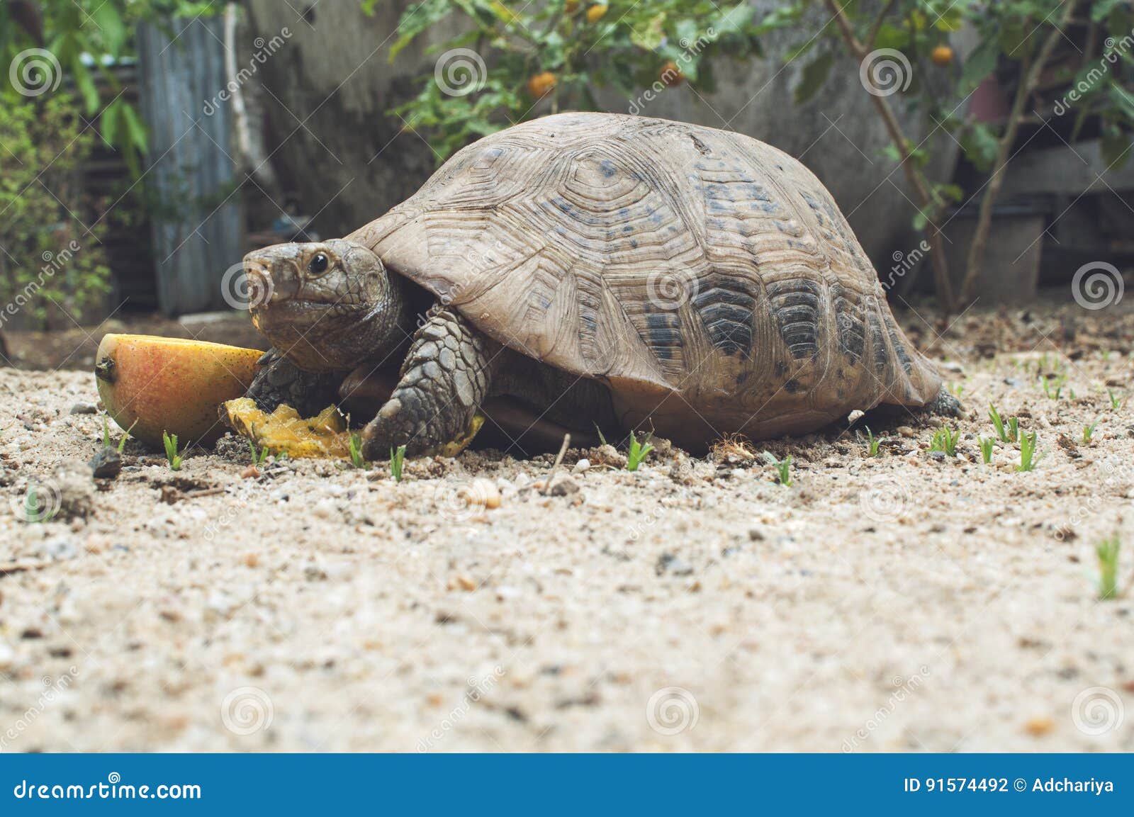 Turtle stock photo. Image of mango, turtle, beauty, cute - 91574492