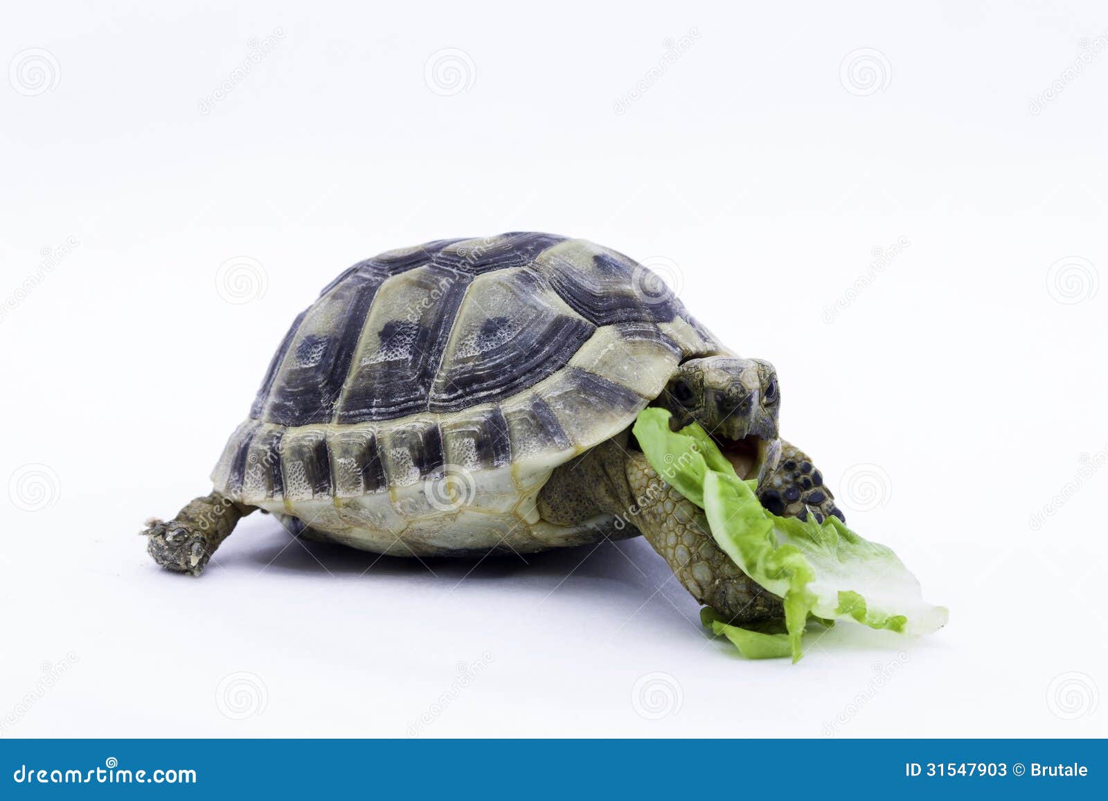 Turtle eating stock image. Image of shell, testudo, tortoise - 31547903