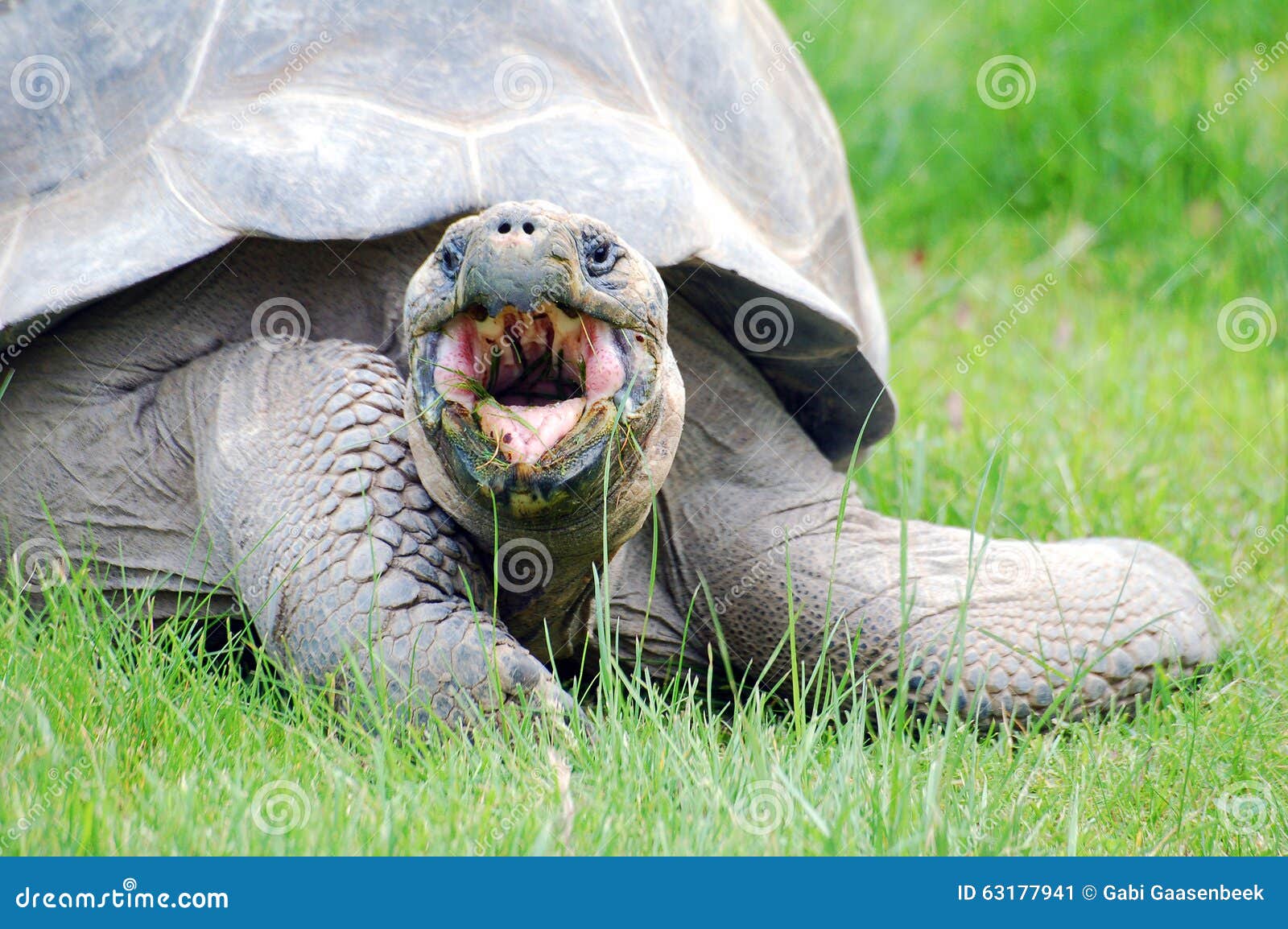 Turtle Eating with Mouth Open Stock Image - Image of mouth, grass: 63177941