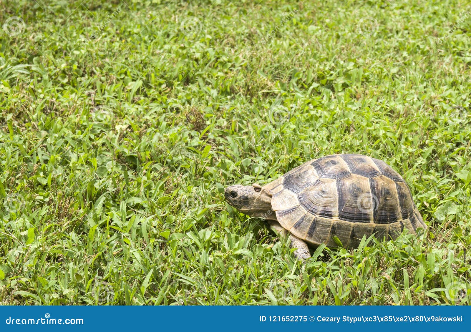 Turtle Eating and Walking on Green Grass Stock Image - Image of peeping ...