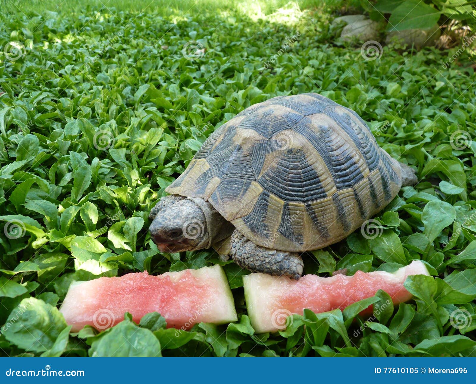 A Turtle Eating Water Melon Stock Image - Image of domesticated, water ...