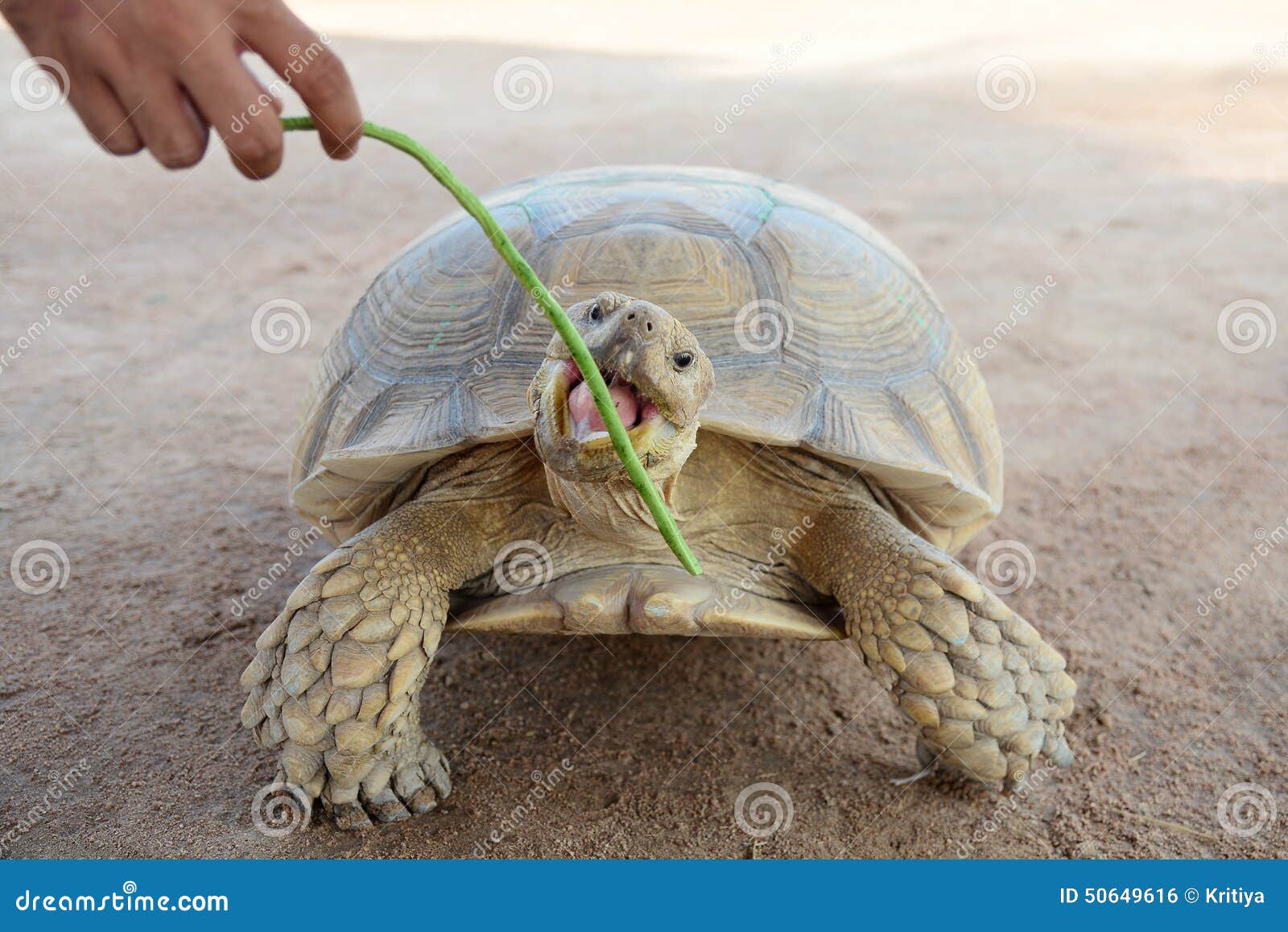 Turtle eating Yard stock photo. Image of green, concept - 50649616