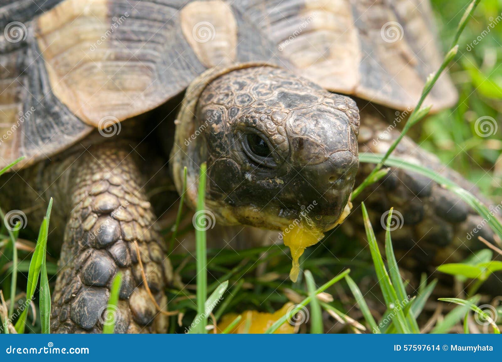 Turtle eats green grass stock photo. Image of ibera, italy - 57597614