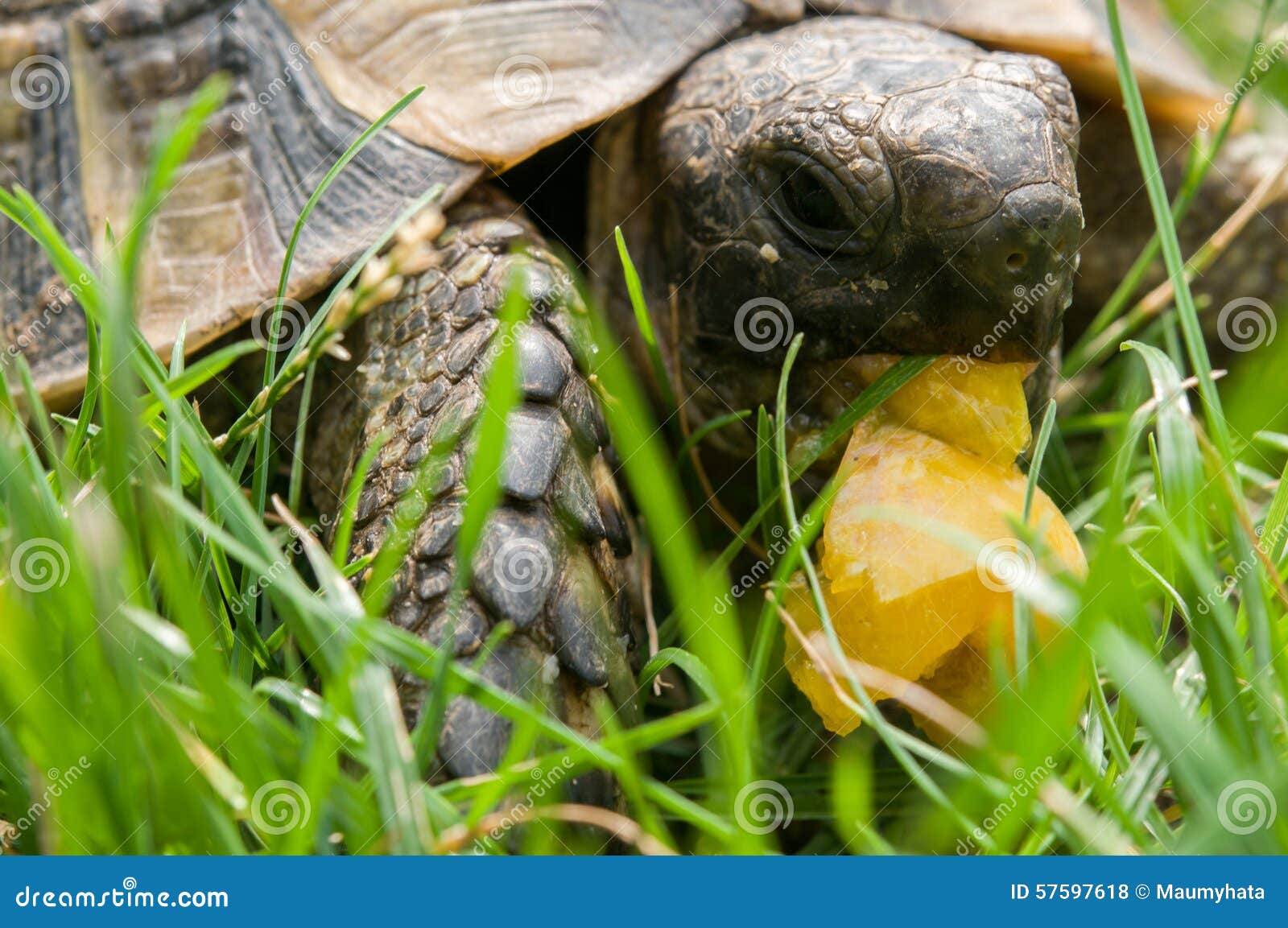 Turtle eats green grass stock photo. Image of mouth, turtle - 57597618