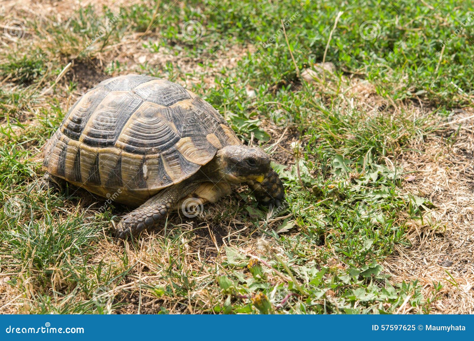 Turtle eats green grass stock image. Image of terrestrial - 57597625