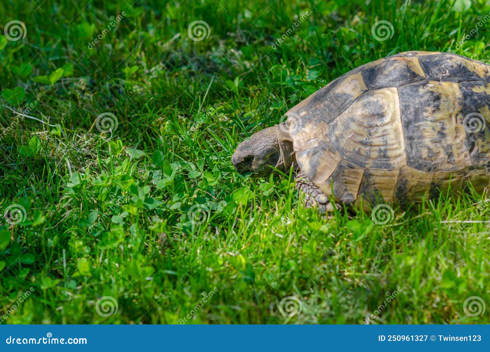 The Turtle Eats a Green Leaf. Turtle in the Grass. Terrestrial Spotted ...
